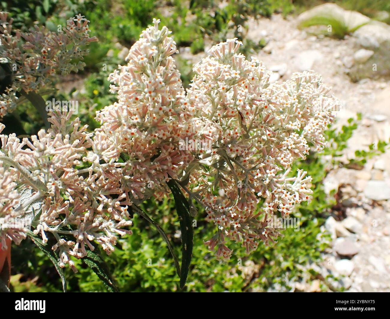 Sagewood (Buddleja salviifolia) Plantae Stock Photo - Alamy