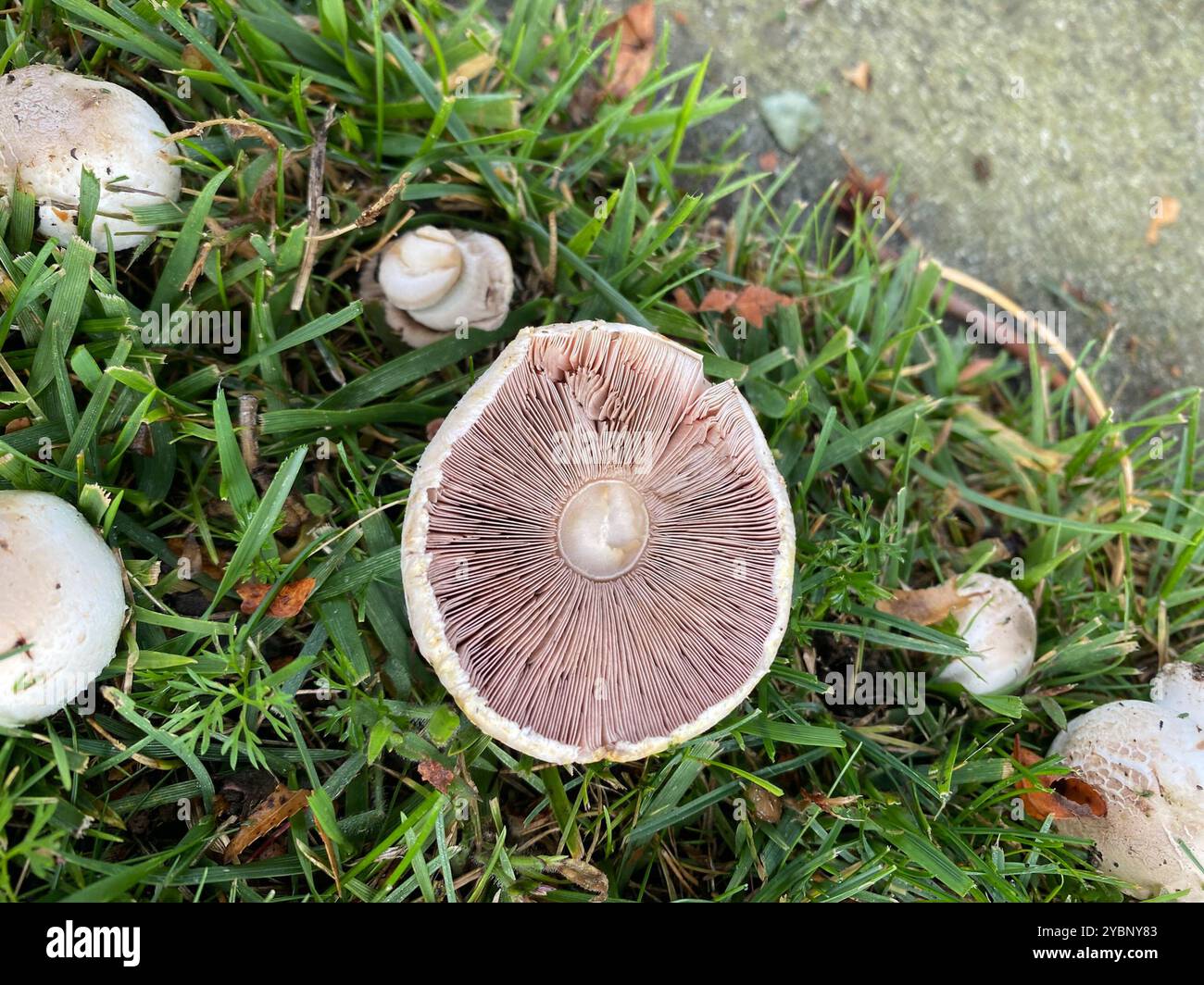 Yellow Stainer (Agaricus xanthodermus) Fungi Stock Photo - Alamy