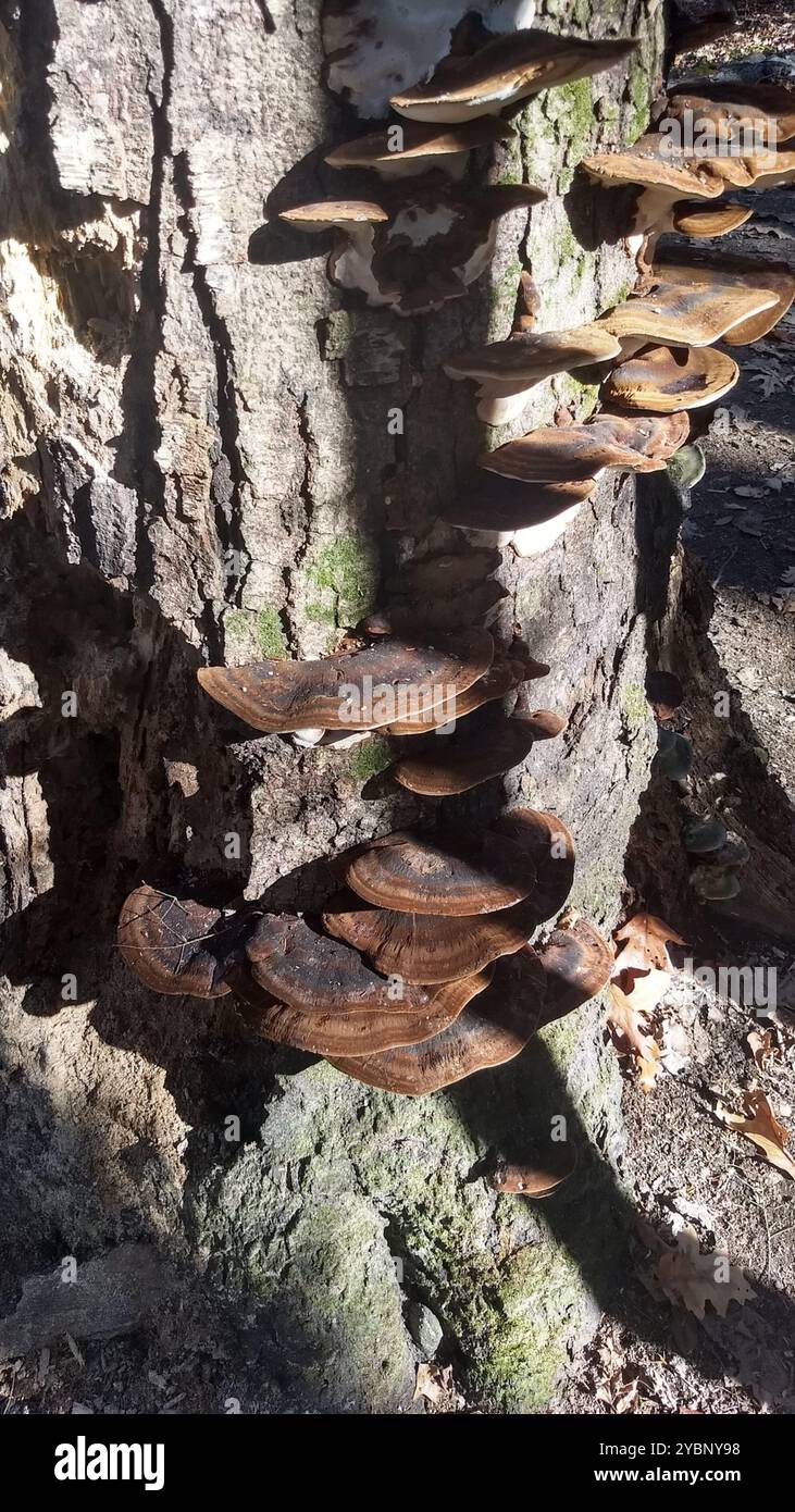 Resinous Polypore (Ischnoderma resinosum) Fungi Stock Photo - Alamy