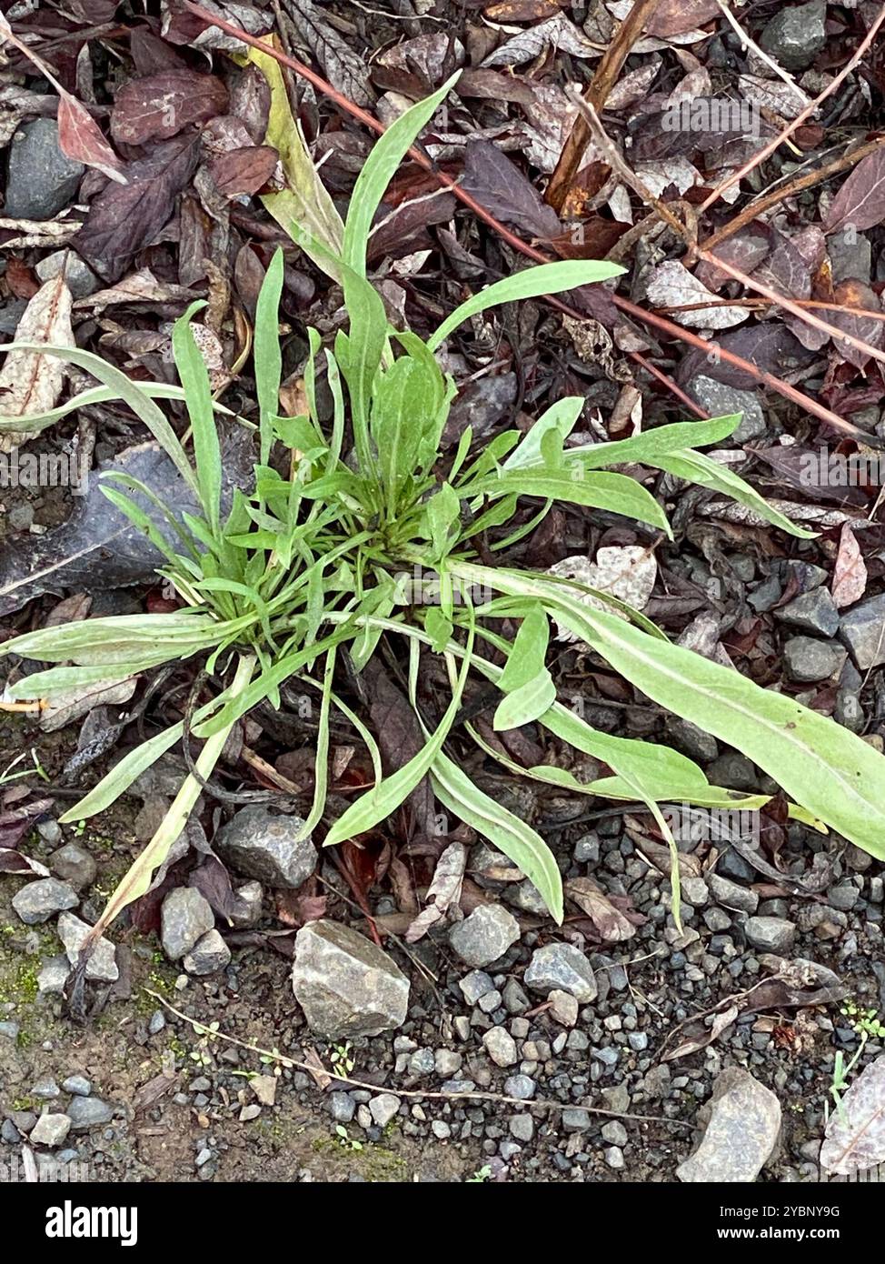 ribwort plantain (Plantago lanceolata) Plantae Stock Photo - Alamy