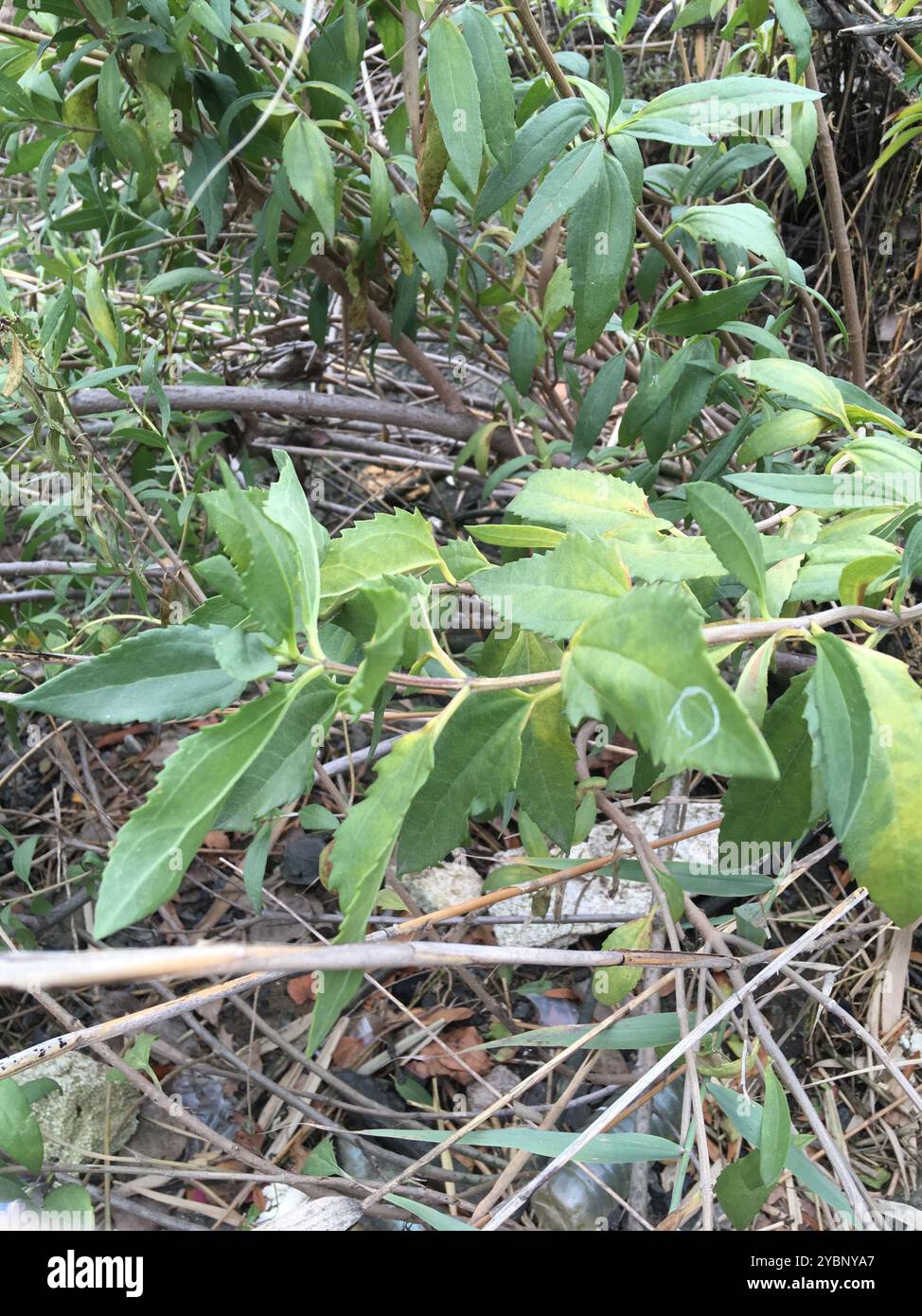 marsh elder (Iva frutescens) Plantae Stock Photo - Alamy