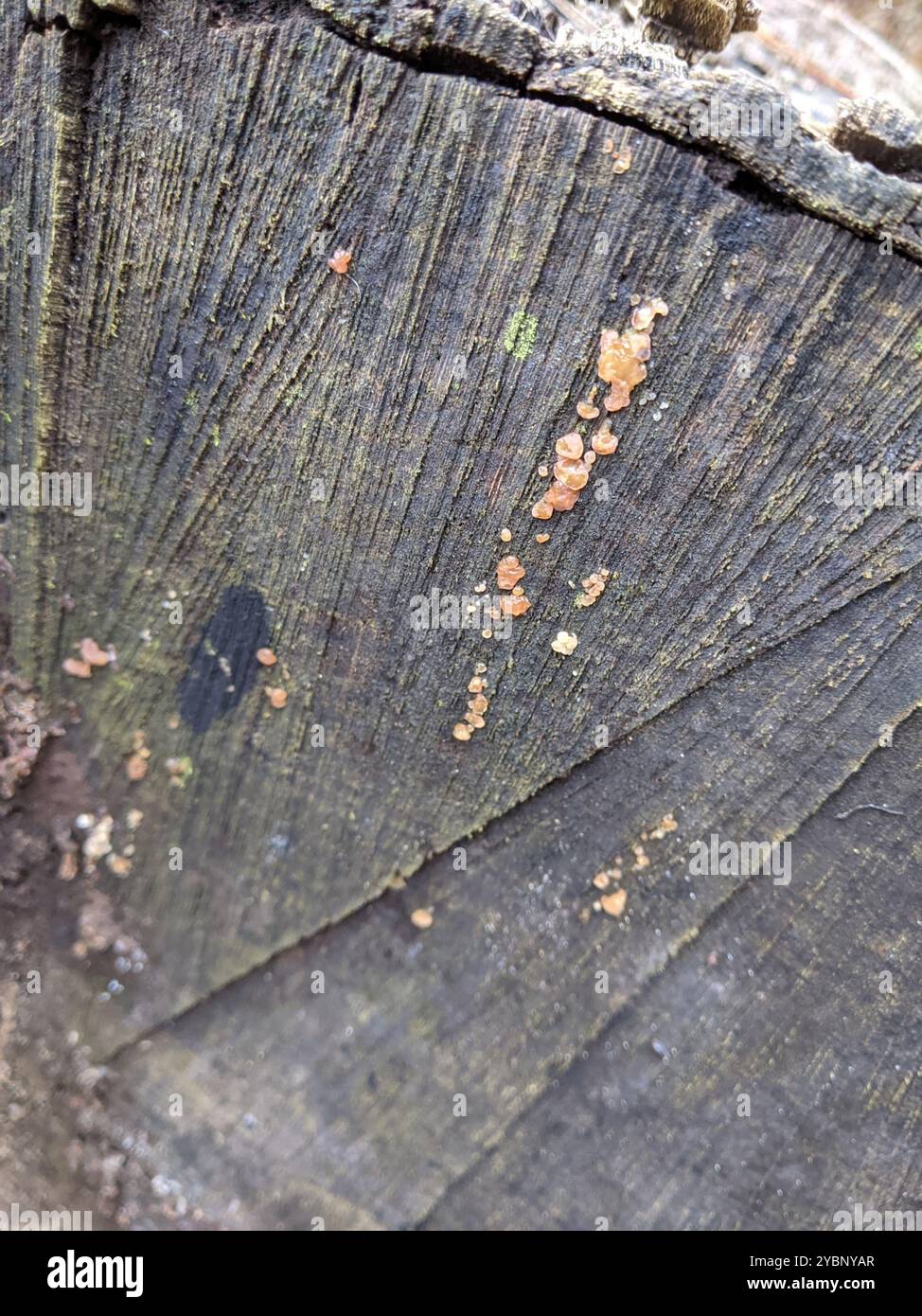 Crystal brain fungi hi-res stock photography and images - Alamy