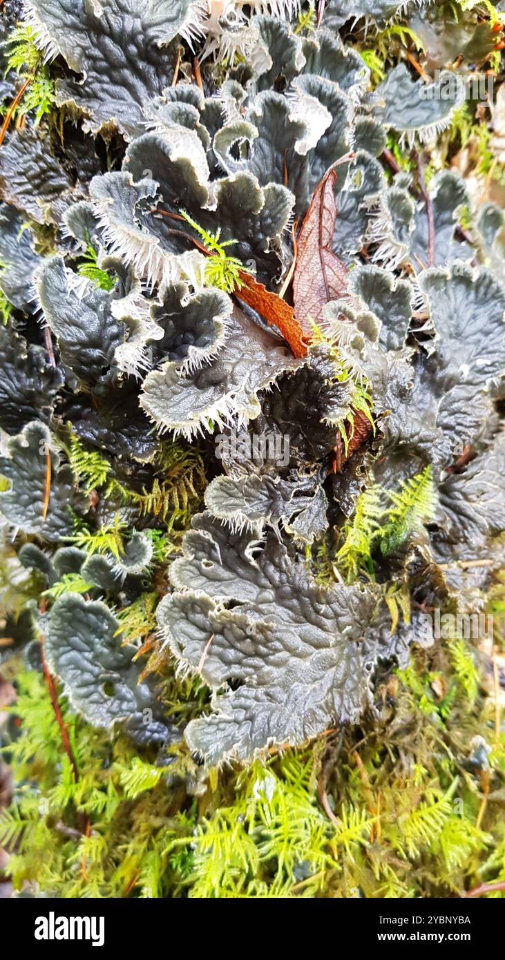 membranous pelt lichen (Peltigera membranacea) Fungi Stock Photo - Alamy