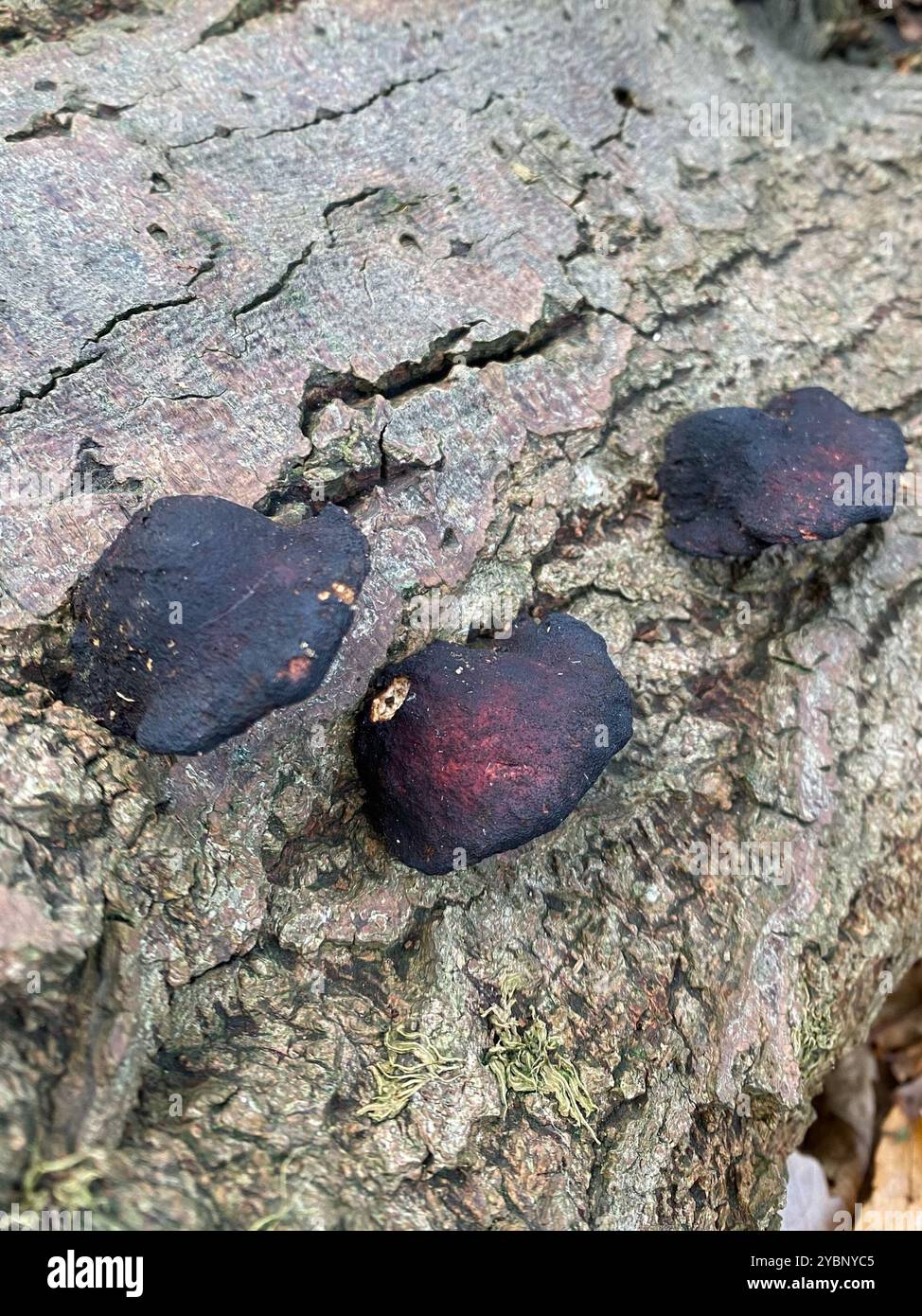 Thin-walled Maze Polypore (Daedaleopsis confragosa) Fungi Stock Photo - Alamy