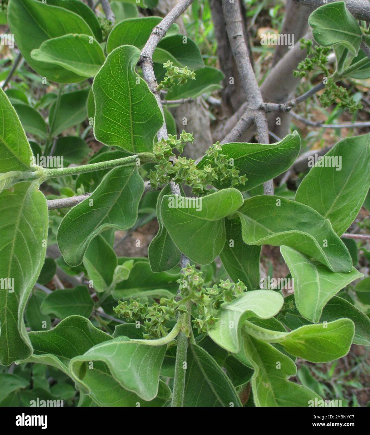 wild-medlar (Vangueria infausta) Plantae Stock Photo - Alamy