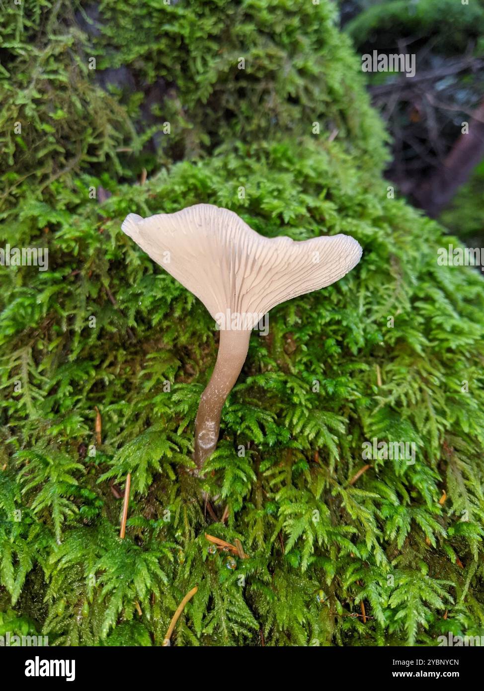 Fragrant Funnel (Clitocybe fragrans) Fungi Stock Photo - Alamy