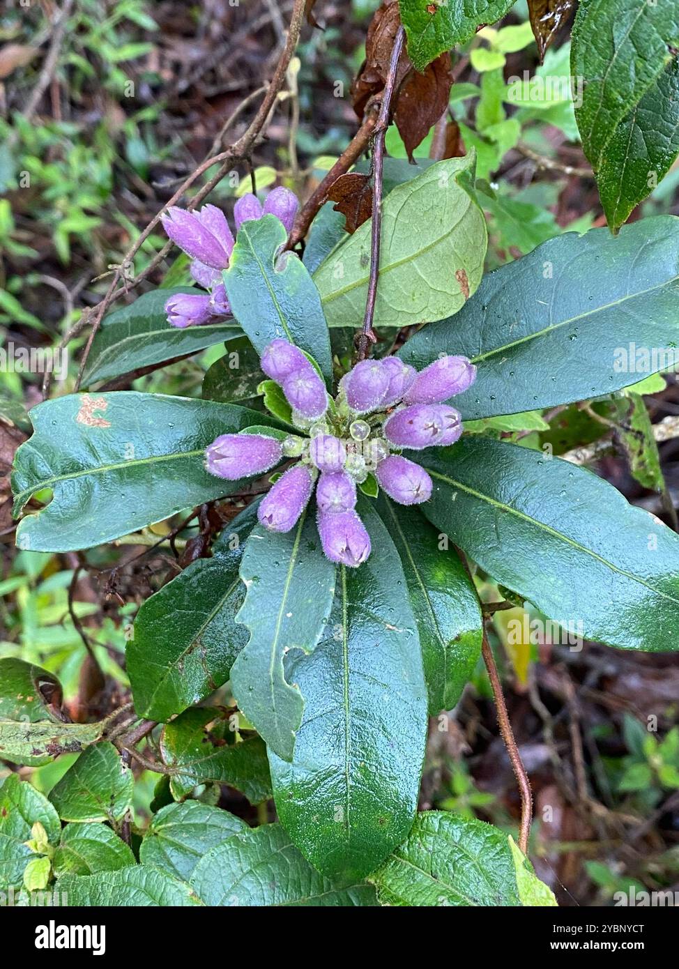 vascular plants (Tracheophyta) Plantae Stock Photo - Alamy