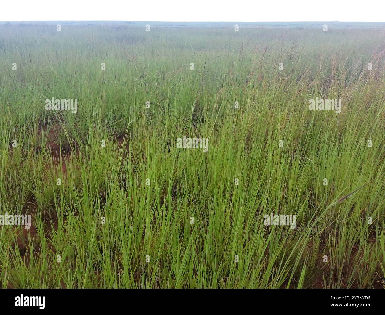 tanglehead (Heteropogon contortus) Plantae Stock Photo - Alamy