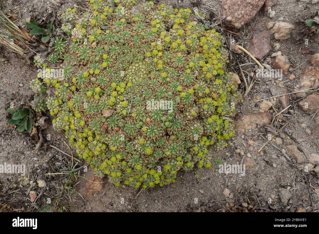 Lion Spoor (Euphorbia clavarioides) Plantae Stock Photo - Alamy