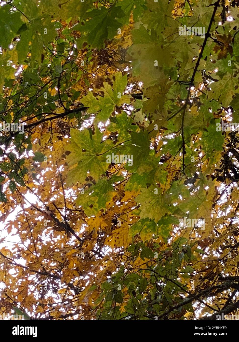 bigleaf maple (Acer macrophyllum) Plantae Stock Photo - Alamy