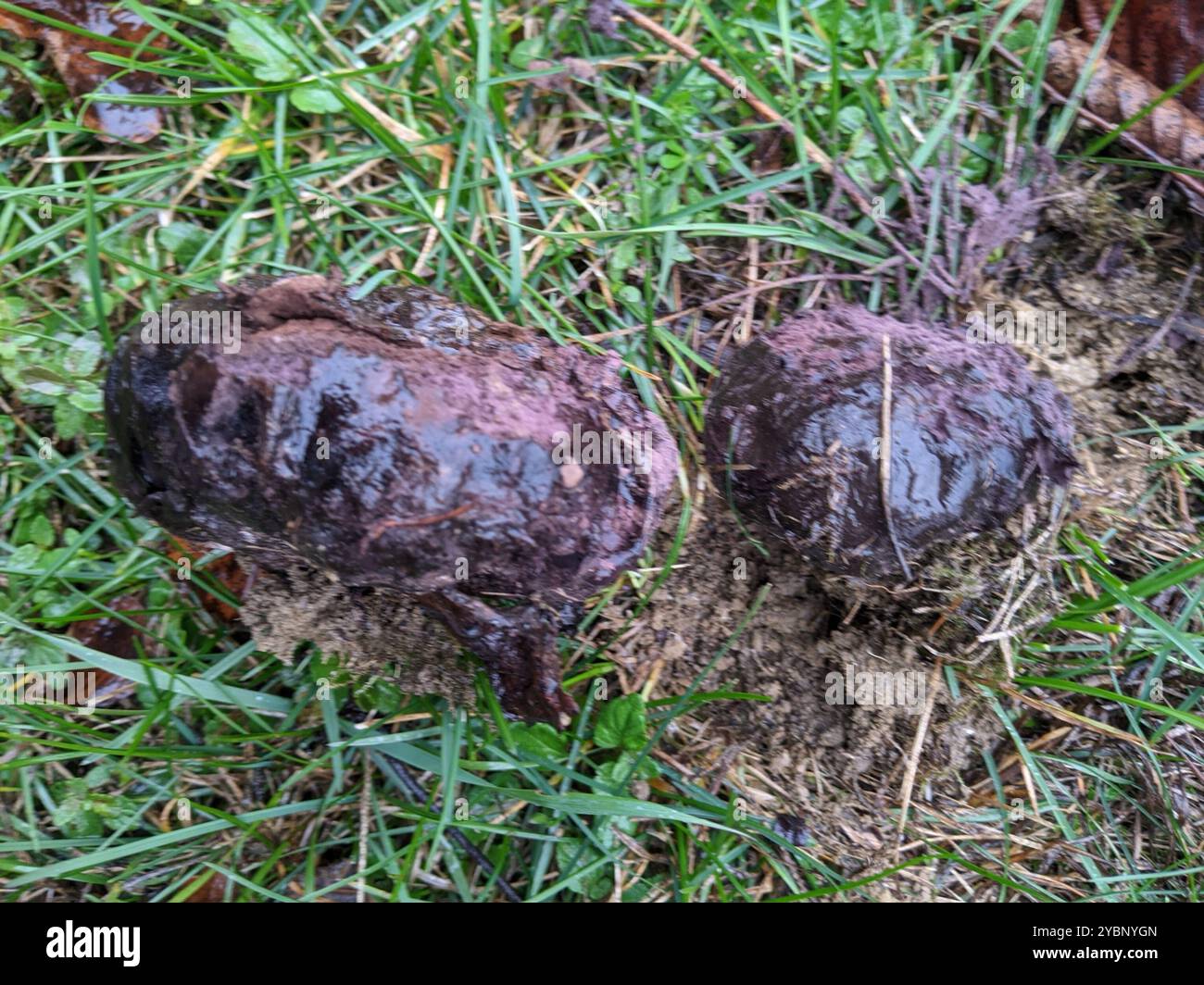 Purple-spored Puffball (Calvatia cyathiformis) Fungi Stock Photo - Alamy