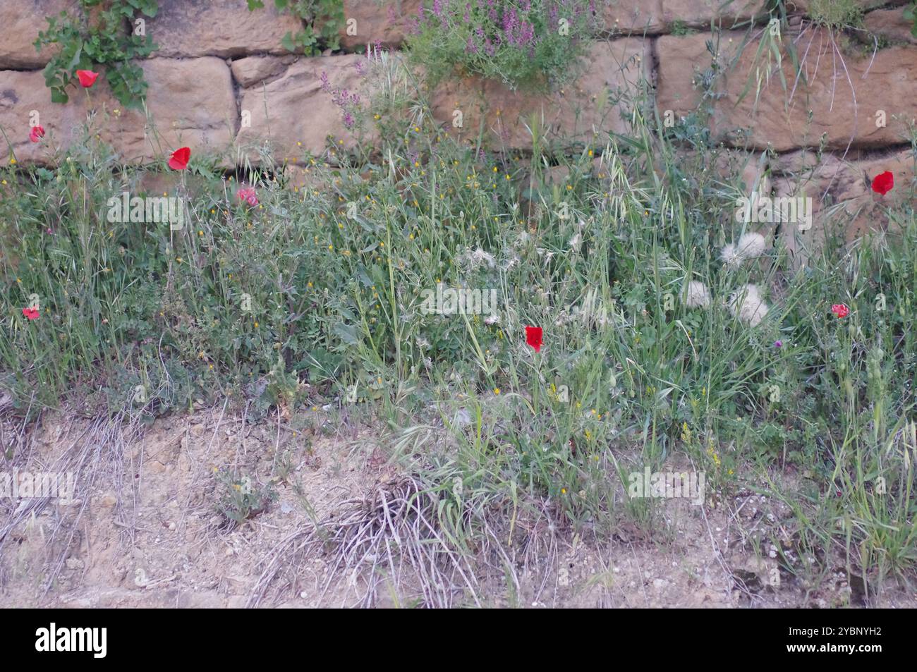 animated oat (Avena sterilis) Plantae Stock Photo - Alamy