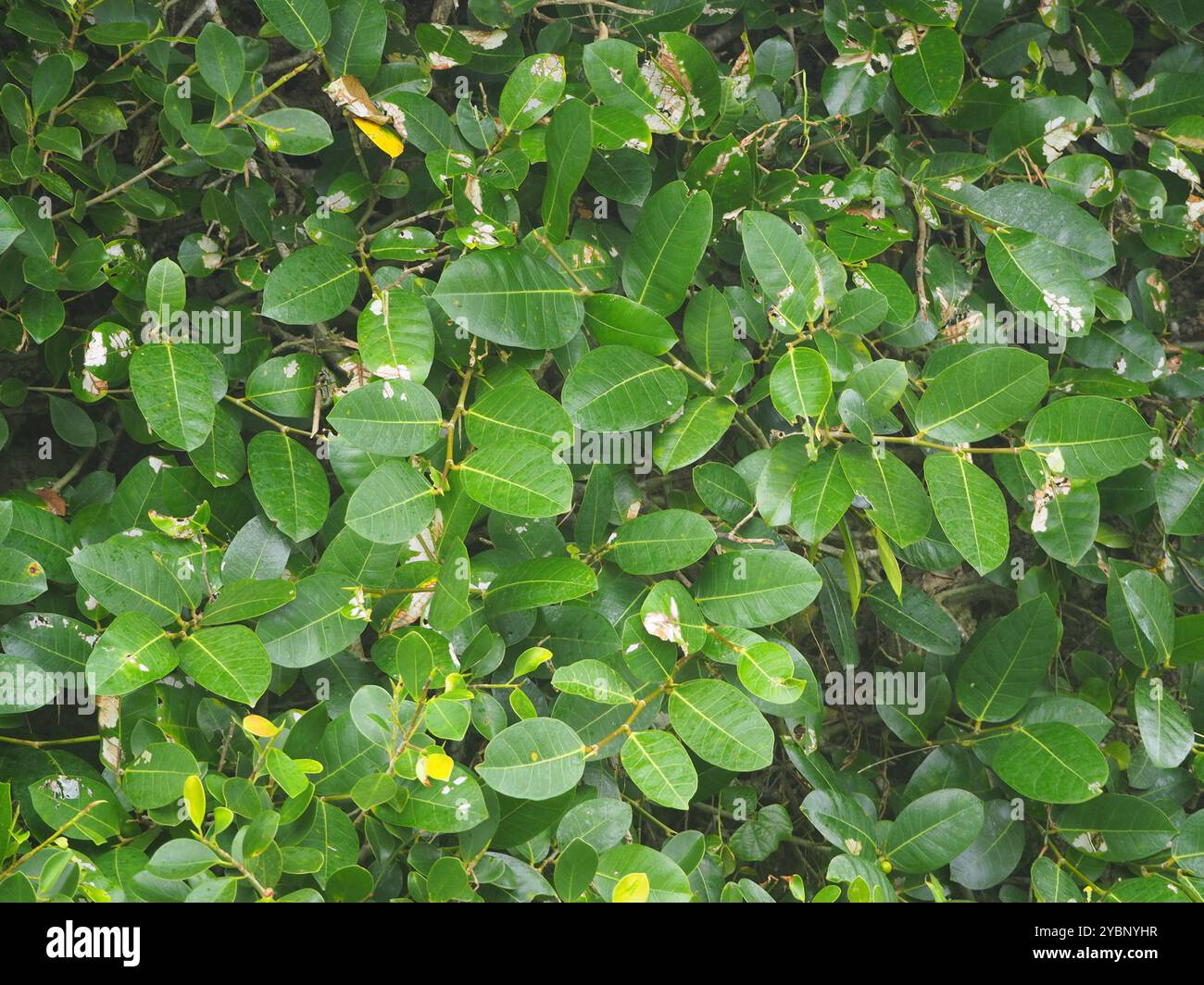 Dye fig (Ficus tinctoria) Plantae Stock Photo - Alamy