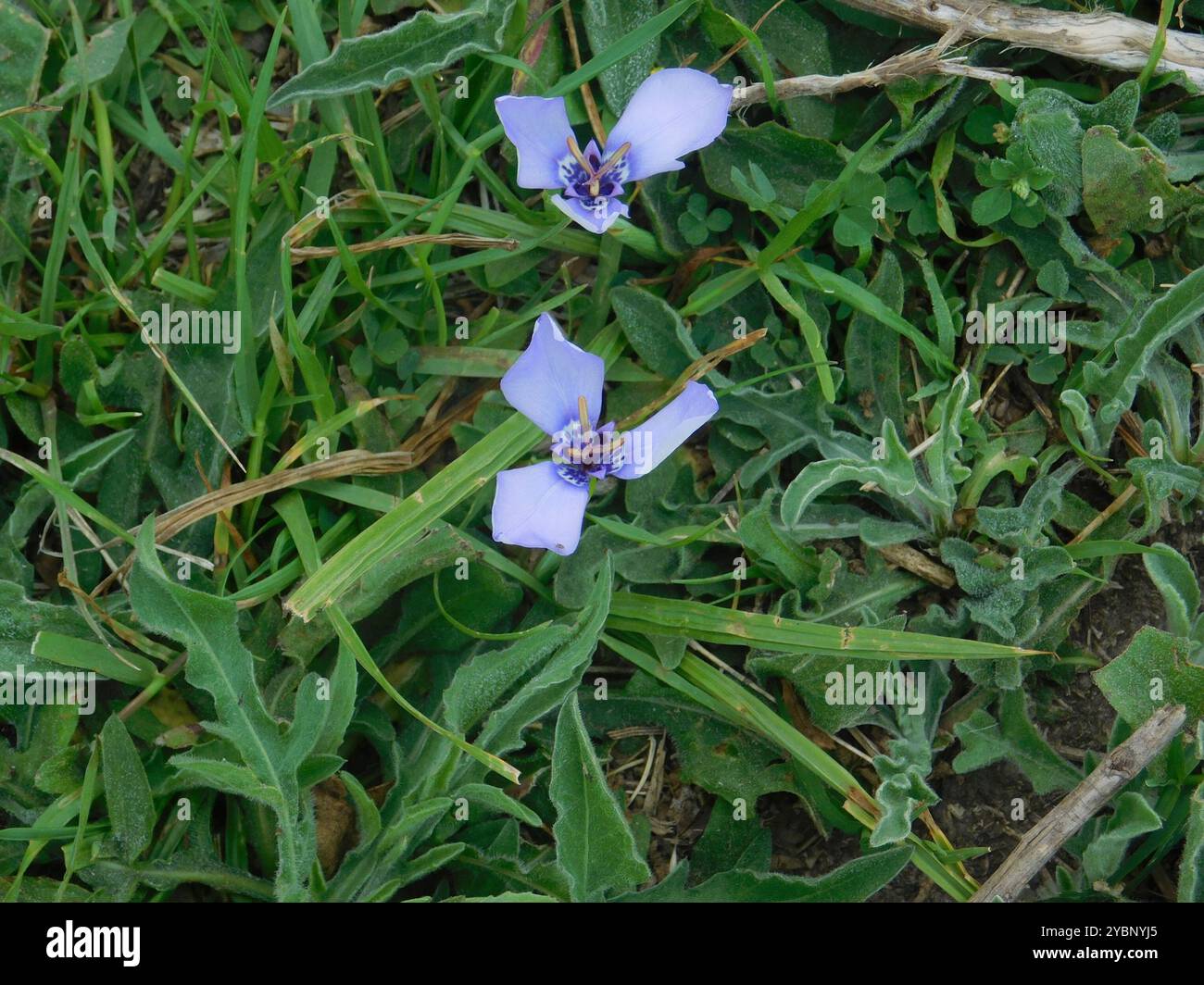 Prairie Nymph (Herbertia lahue) Plantae Stock Photo - Alamy