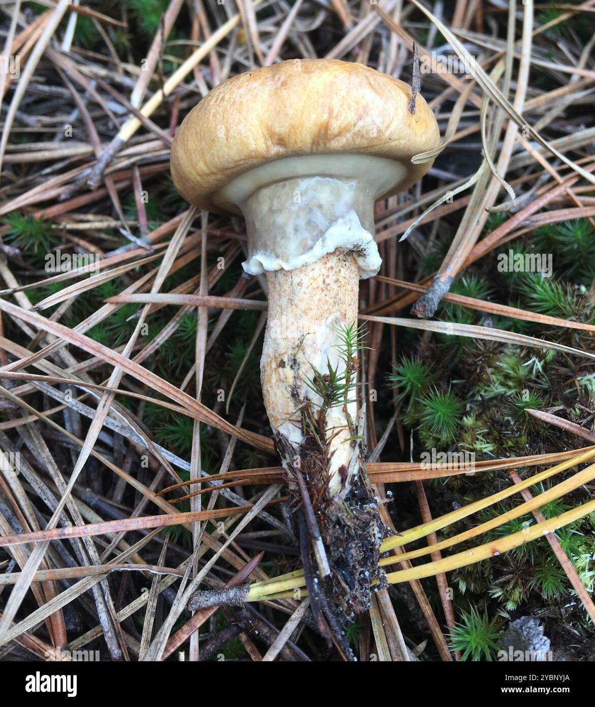 Slippery Jill (Suillus salmonicolor) Fungi Stock Photo - Alamy