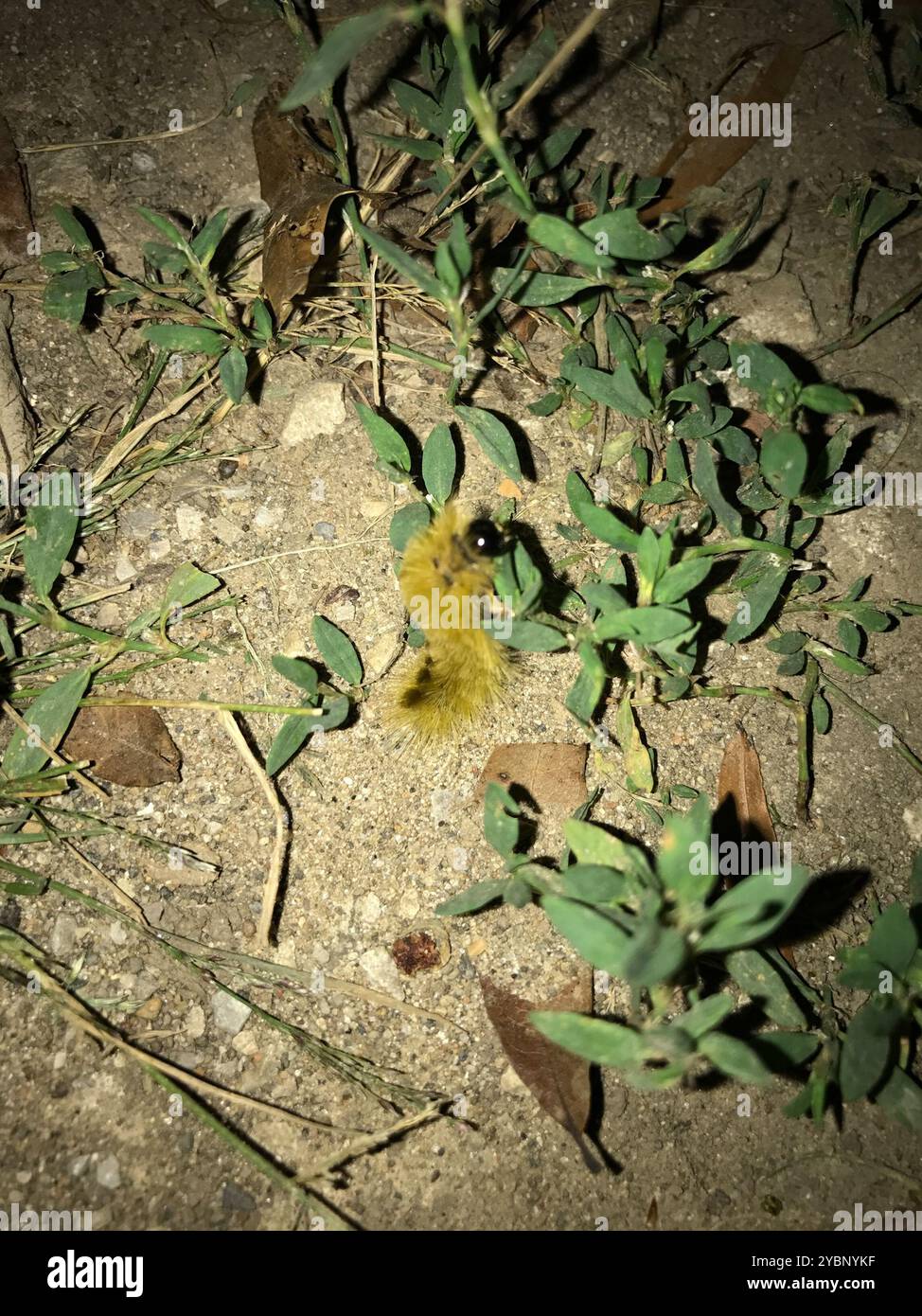 Banded Tussock Moth (Halysidota tessellaris) Insecta Stock Photo - Alamy