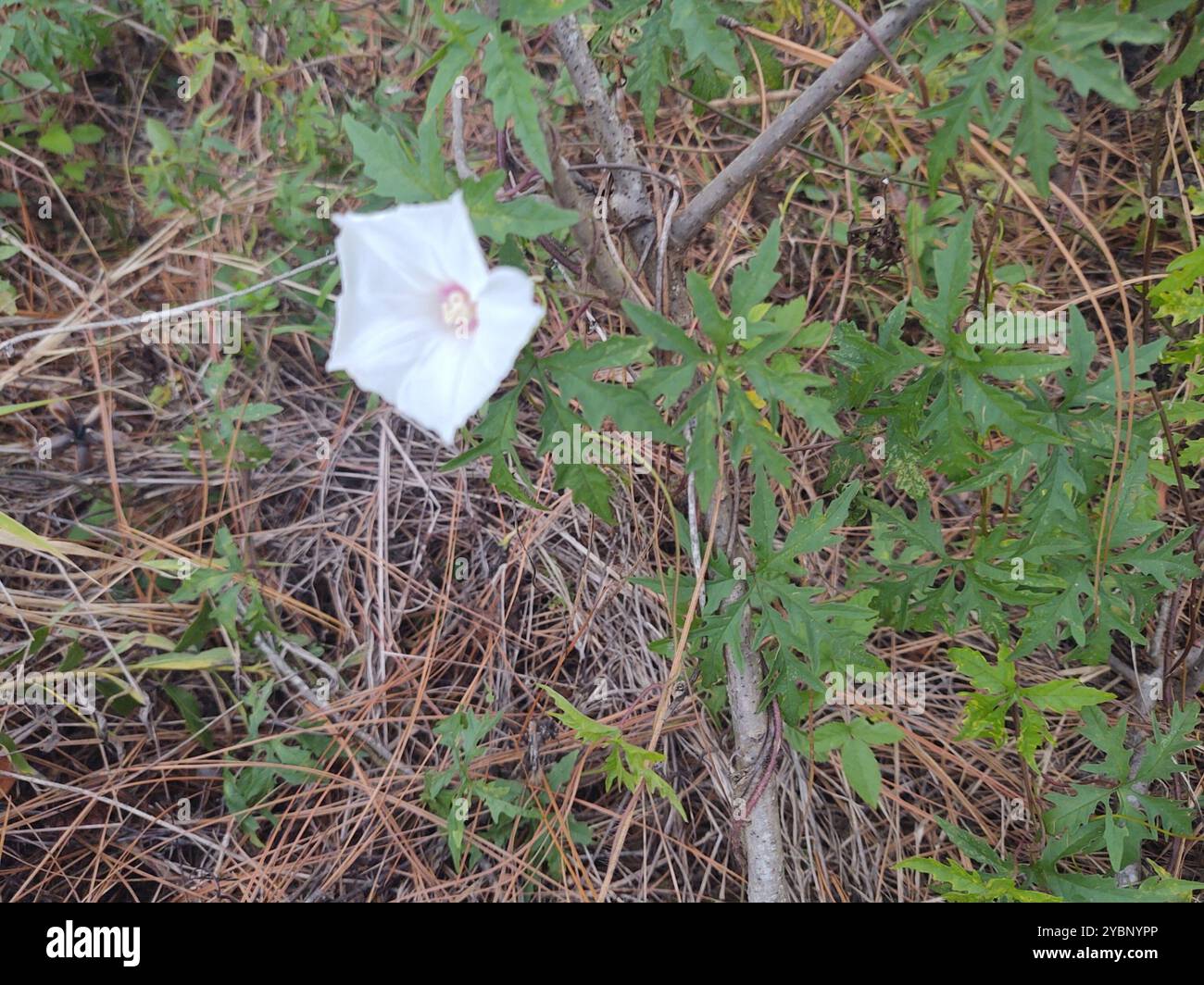 Alamo vine (Distimake dissectus) Plantae Stock Photo - Alamy