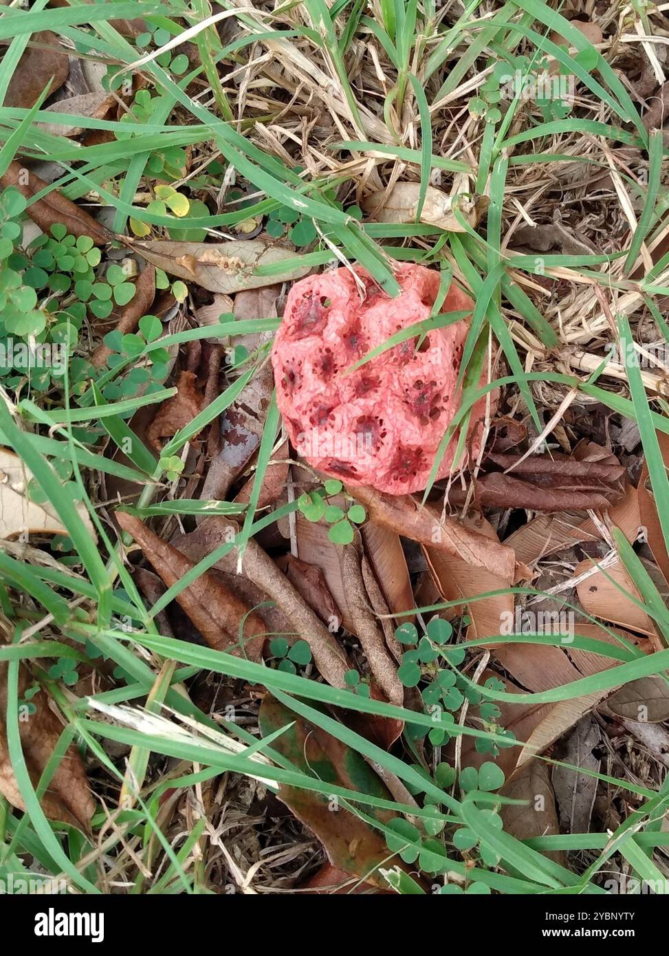 (Clathrus crispus) Fungi Stock Photo - Alamy