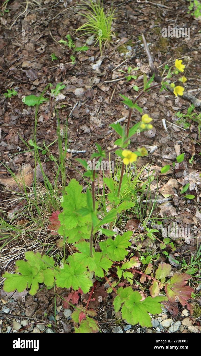 Yellow Avens (Geum aleppicum) Plantae Stock Photo - Alamy