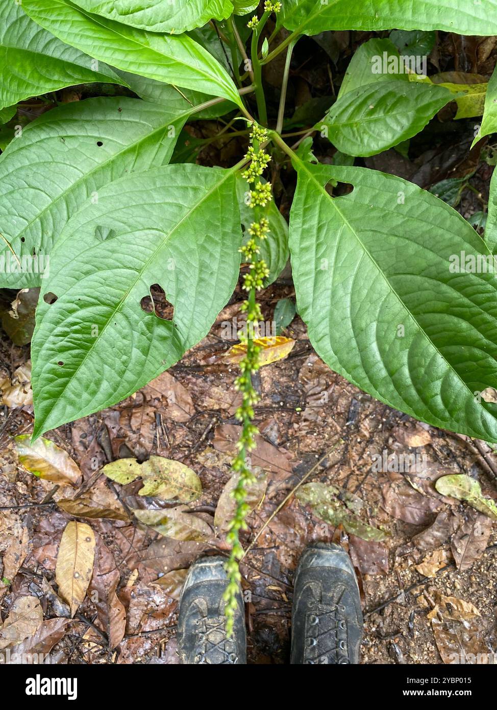 vascular plants (Tracheophyta) Plantae Stock Photo - Alamy