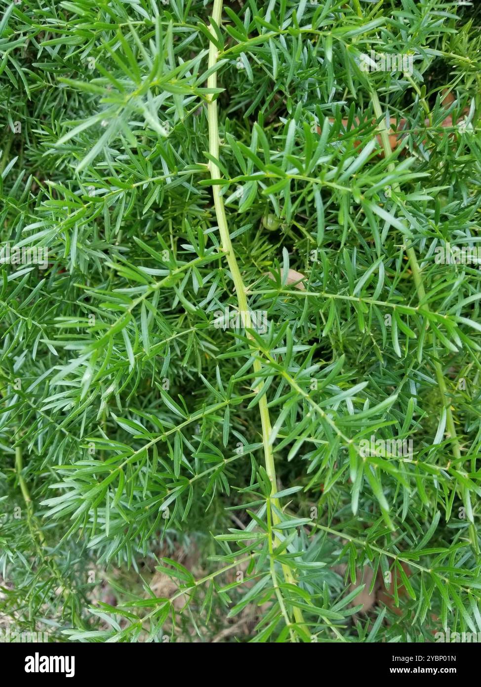 African Asparagus (Asparagus aethiopicus) Plantae Stock Photo - Alamy
