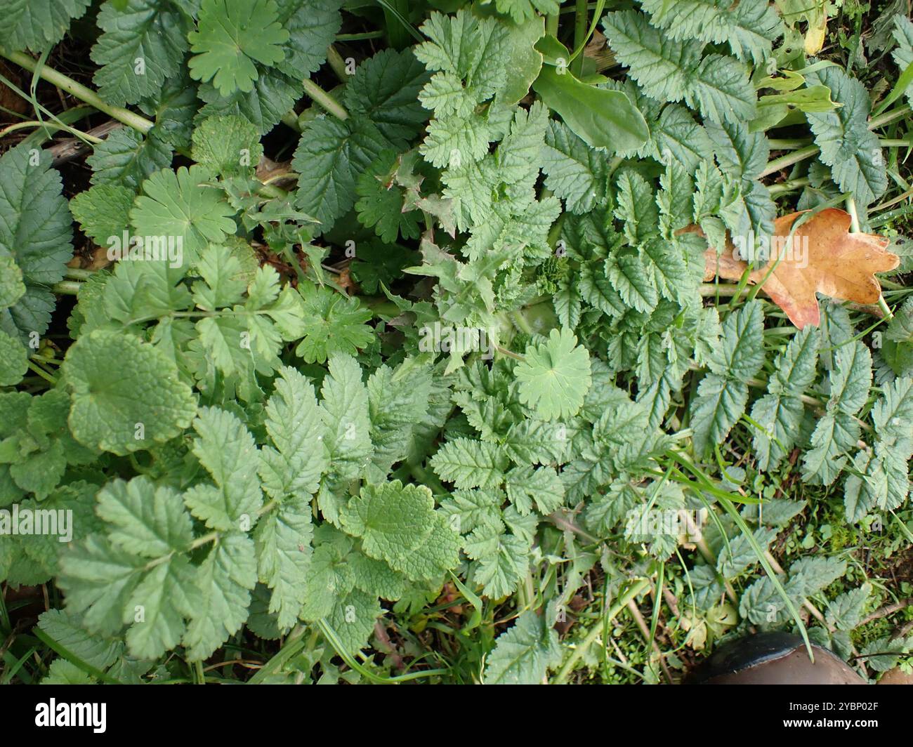 musk stork's-bill (Erodium moschatum) Plantae Stock Photo - Alamy