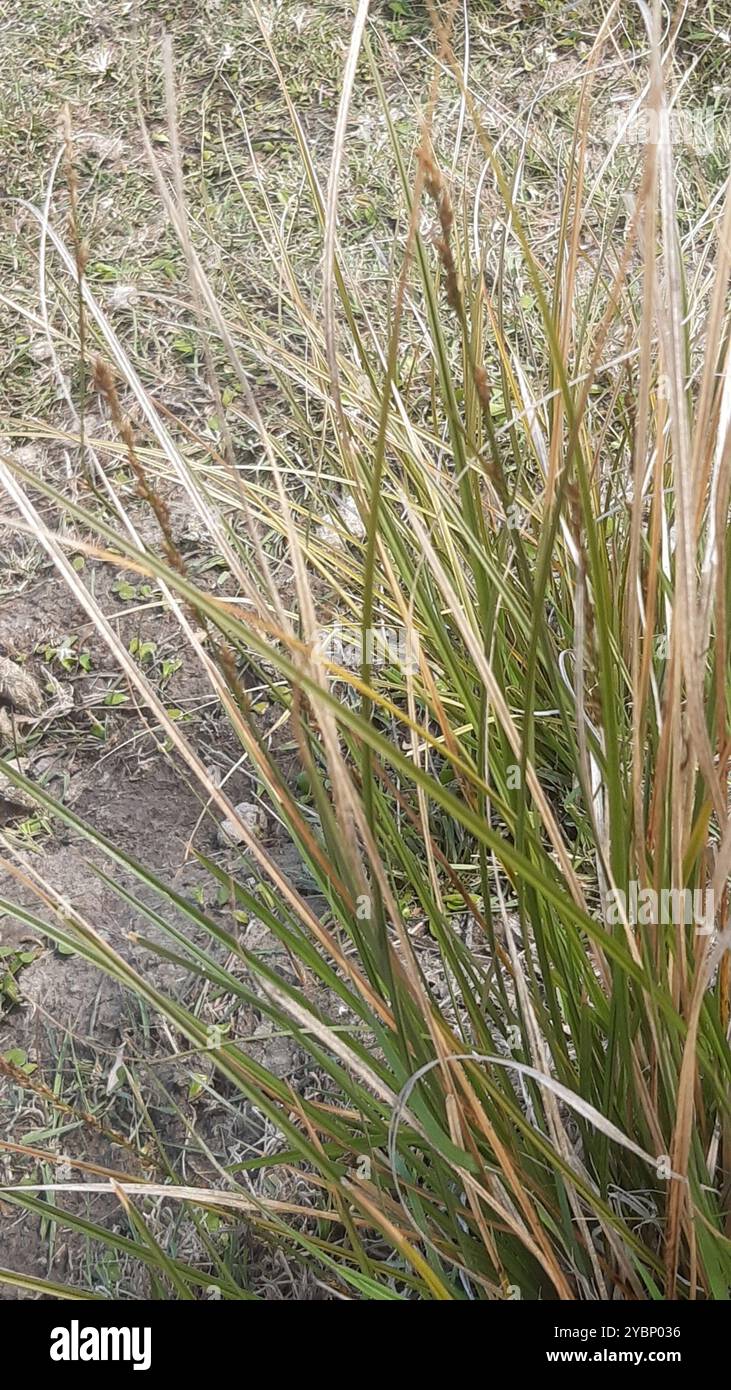 swamp sedge (Carex virgata) Plantae Stock Photo - Alamy