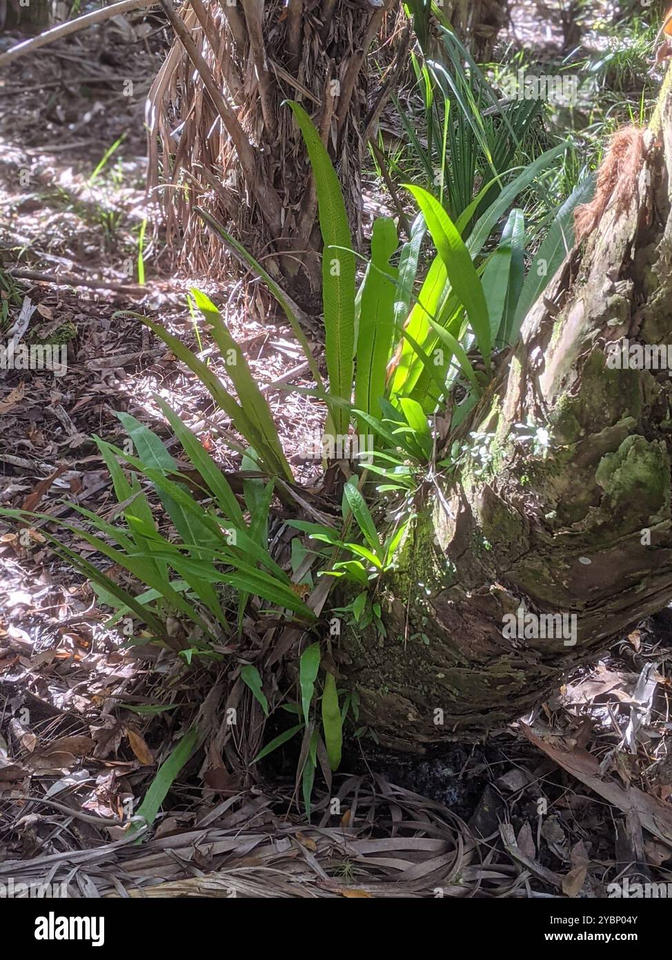 Long strapfern (Campyloneurum phyllitidis) Plantae Stock Photo - Alamy