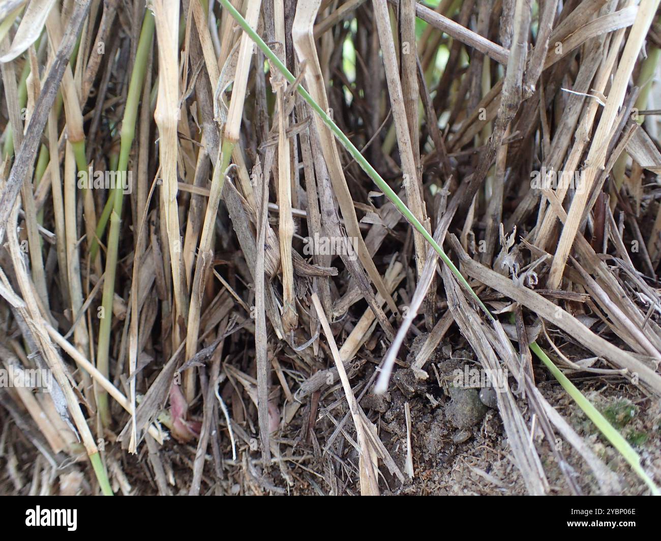 Bread Grass (Urochloa brizantha) Plantae Stock Photo - Alamy