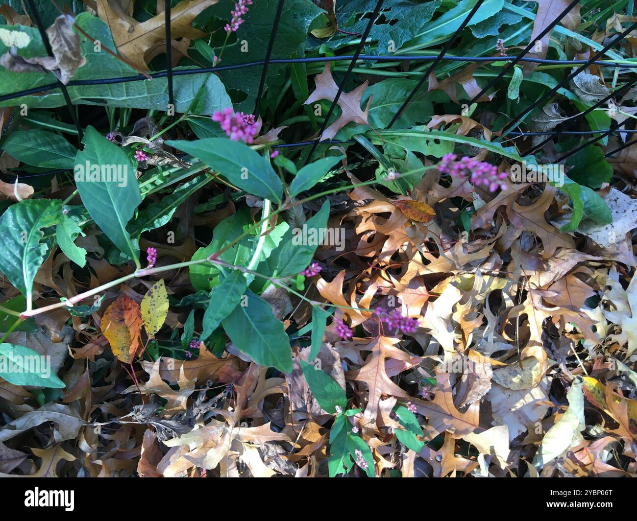 low smartweed (Persicaria longiseta) Plantae Stock Photo - Alamy