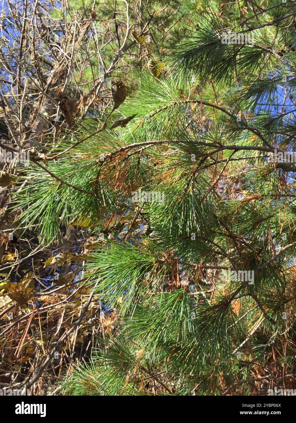 western white pine (Pinus monticola) Plantae Stock Photo - Alamy