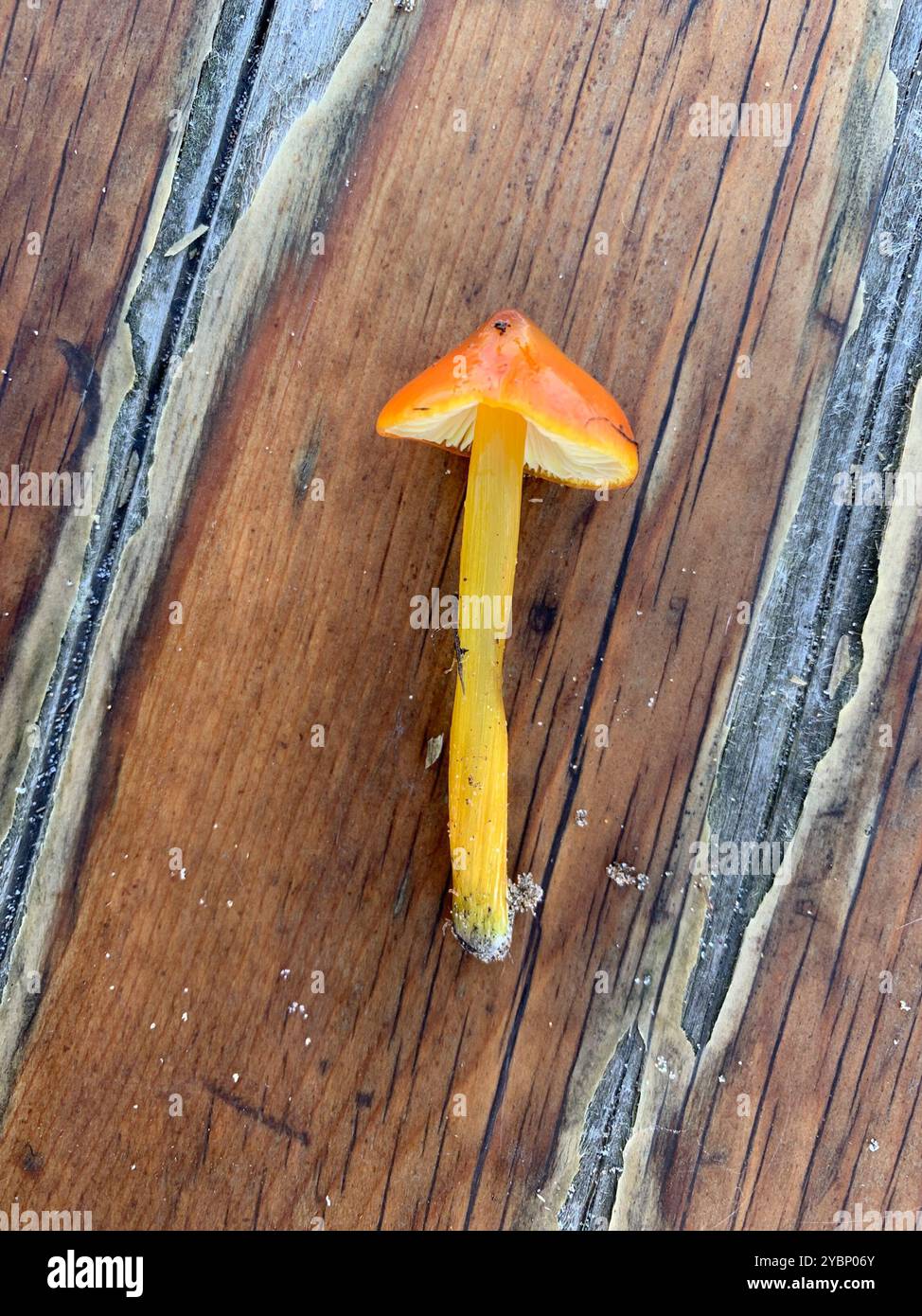 Western Witch's Hat (Hygrocybe singeri) Fungi Stock Photo - Alamy