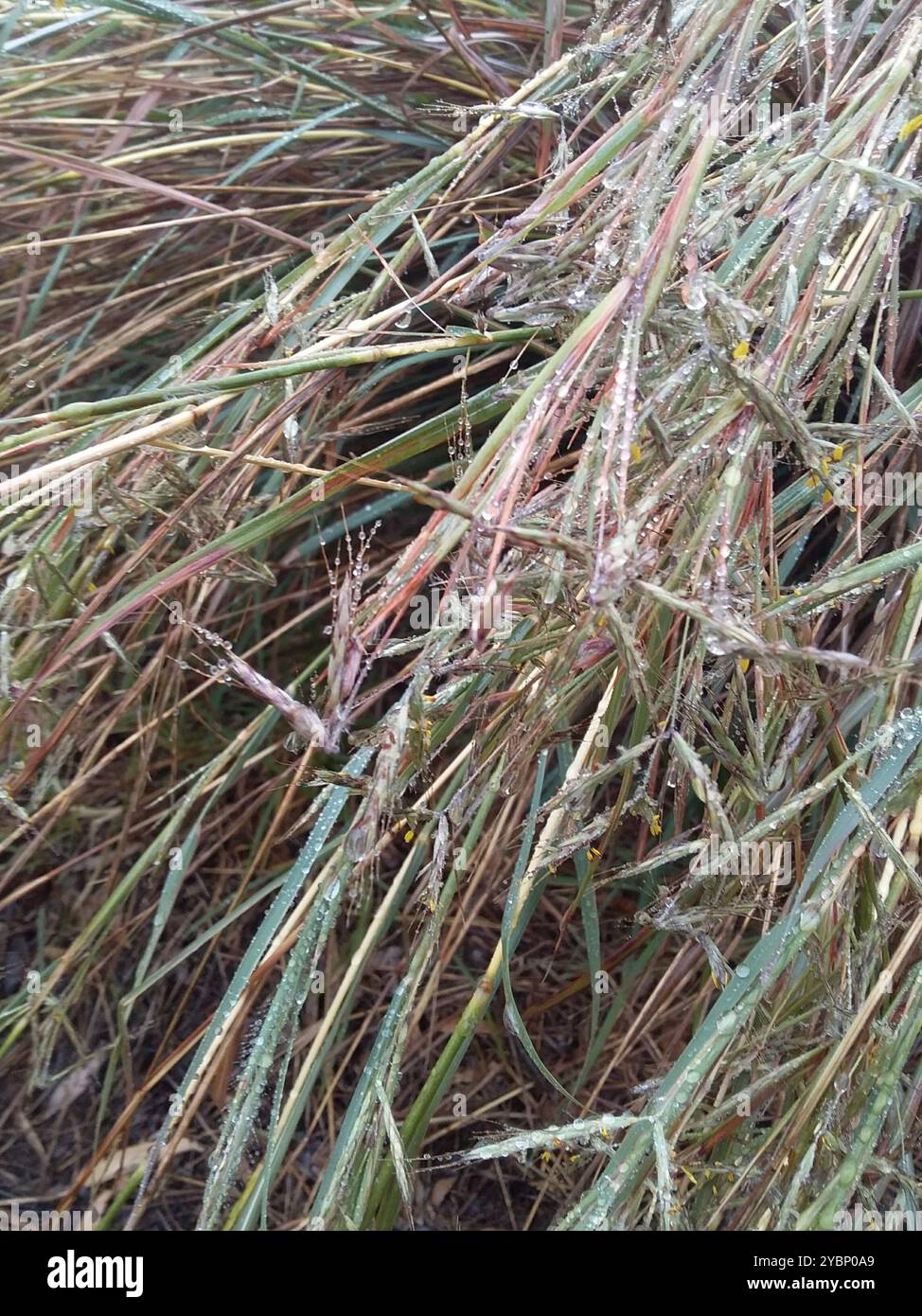 thatching grass (Hyparrhenia hirta) Plantae Stock Photo - Alamy