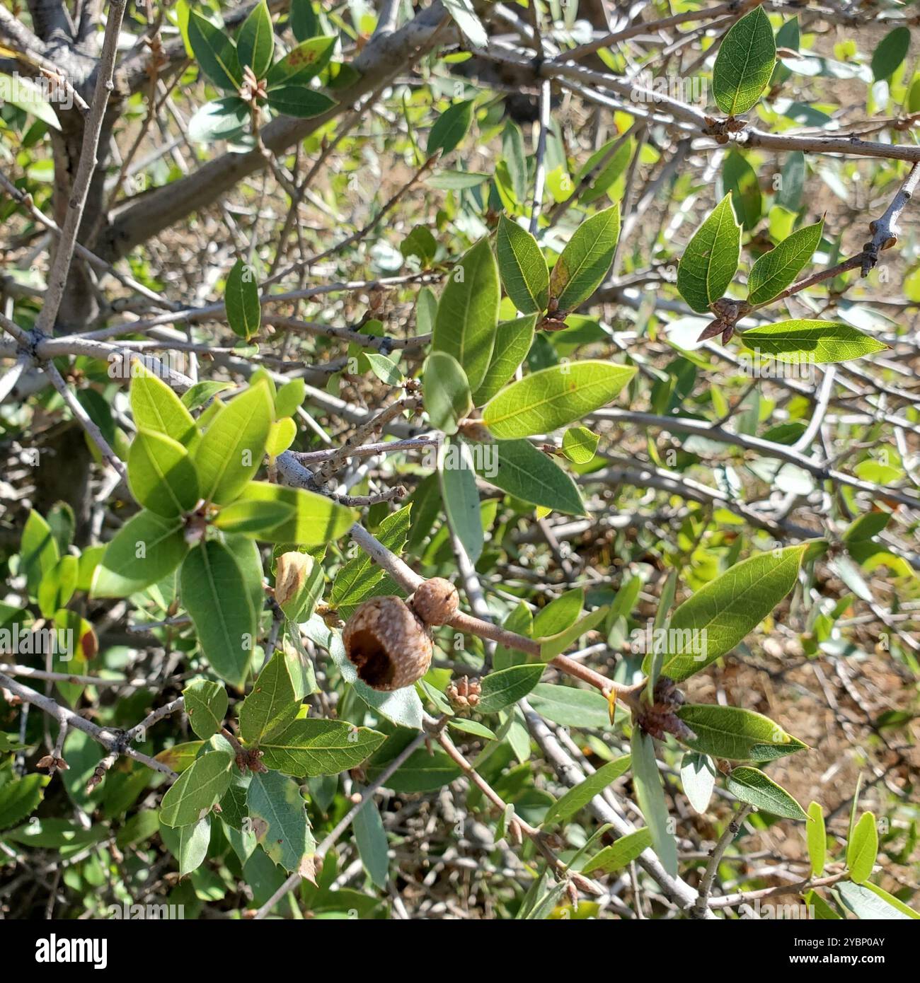 interior live oak (Quercus wislizeni) Plantae Stock Photo - Alamy