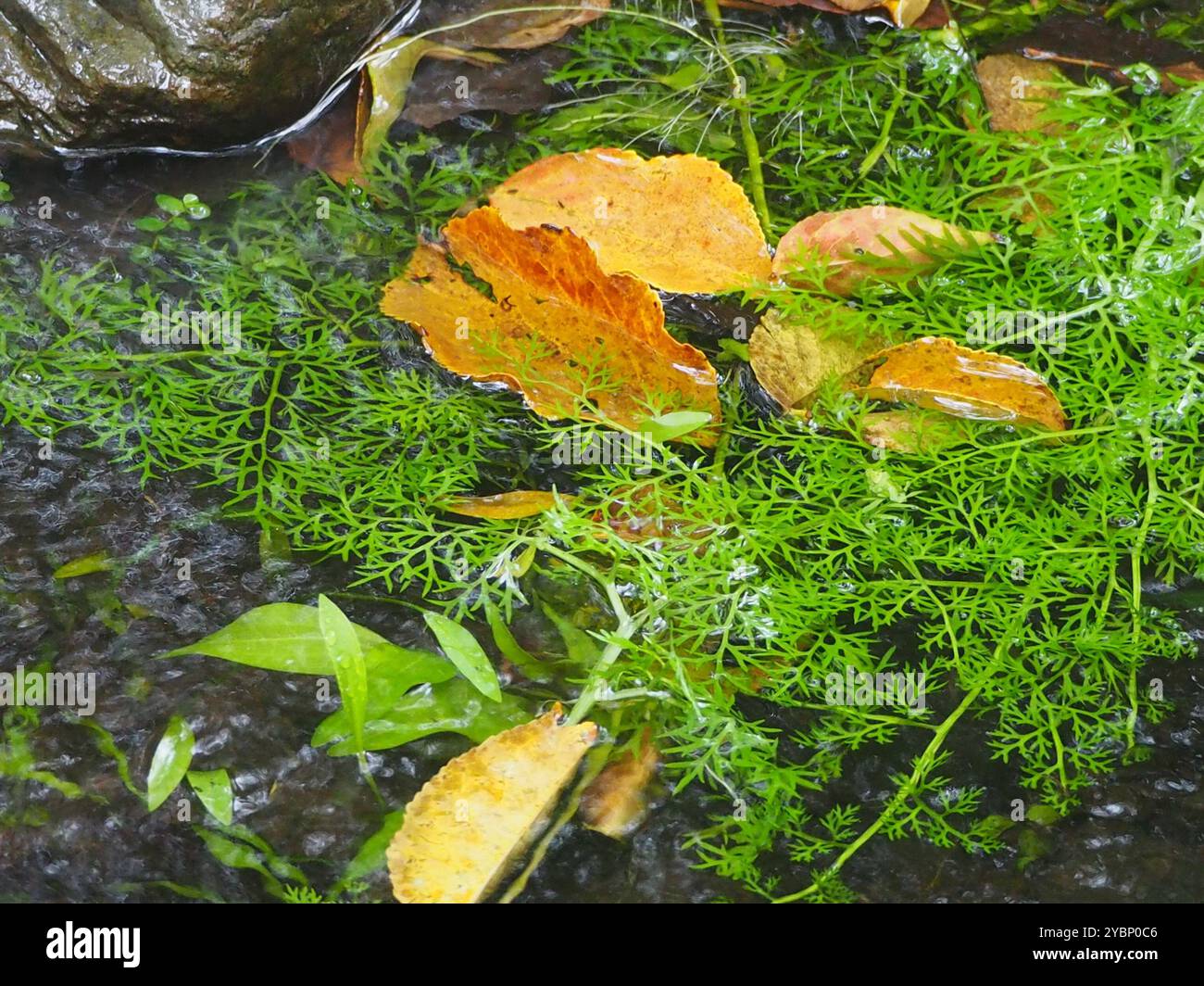 Water Fern (Ceratopteris thalictroides) Plantae Stock Photo - Alamy