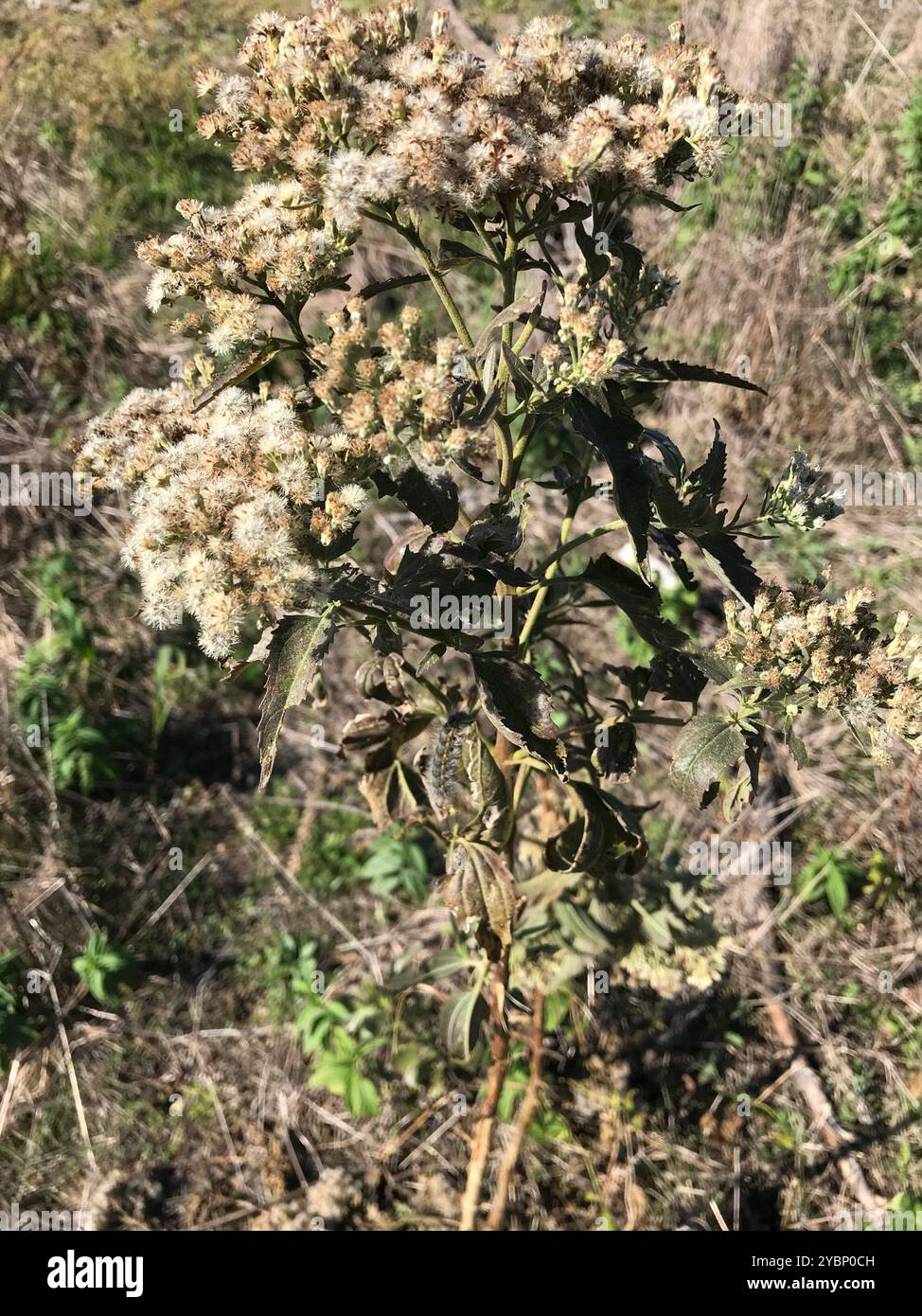 Salt Marsh Moth (Estigmene acrea) Insecta Stock Photo - Alamy