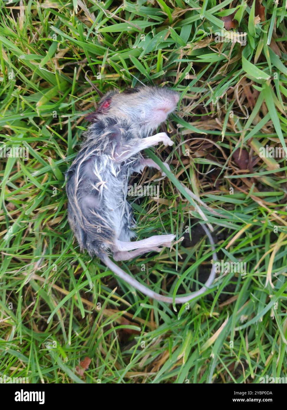 Black Rat (Rattus rattus) Mammalia Stock Photo - Alamy