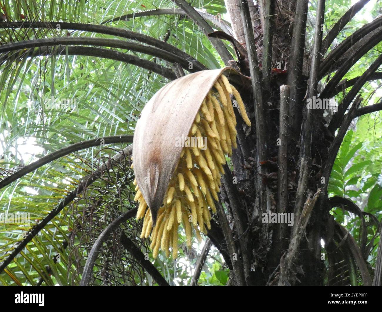Macaw palm (Acrocomia aculeata) Plantae Stock Photo - Alamy