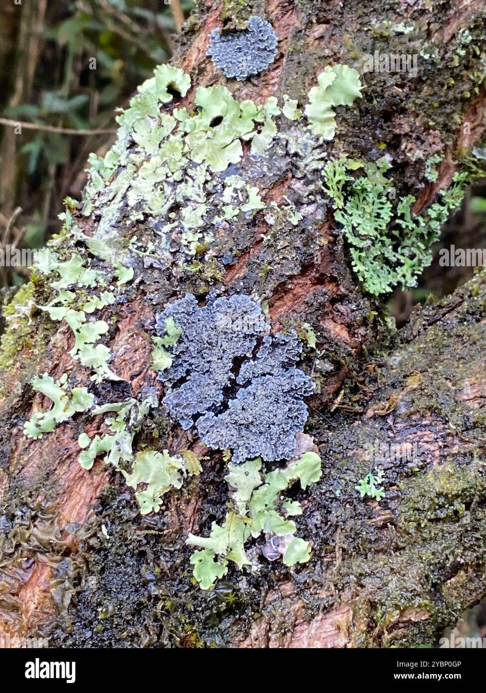 Moon Lichens (Sticta) Fungi Stock Photo - Alamy