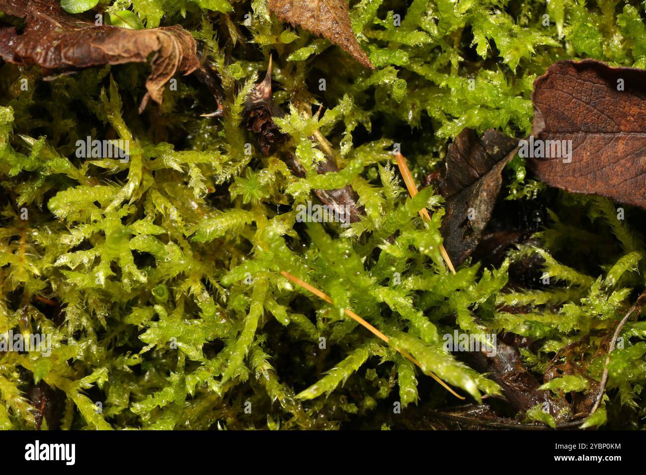Rough-stalked Feather-moss (Brachythecium rutabulum) Plantae Stock ...
