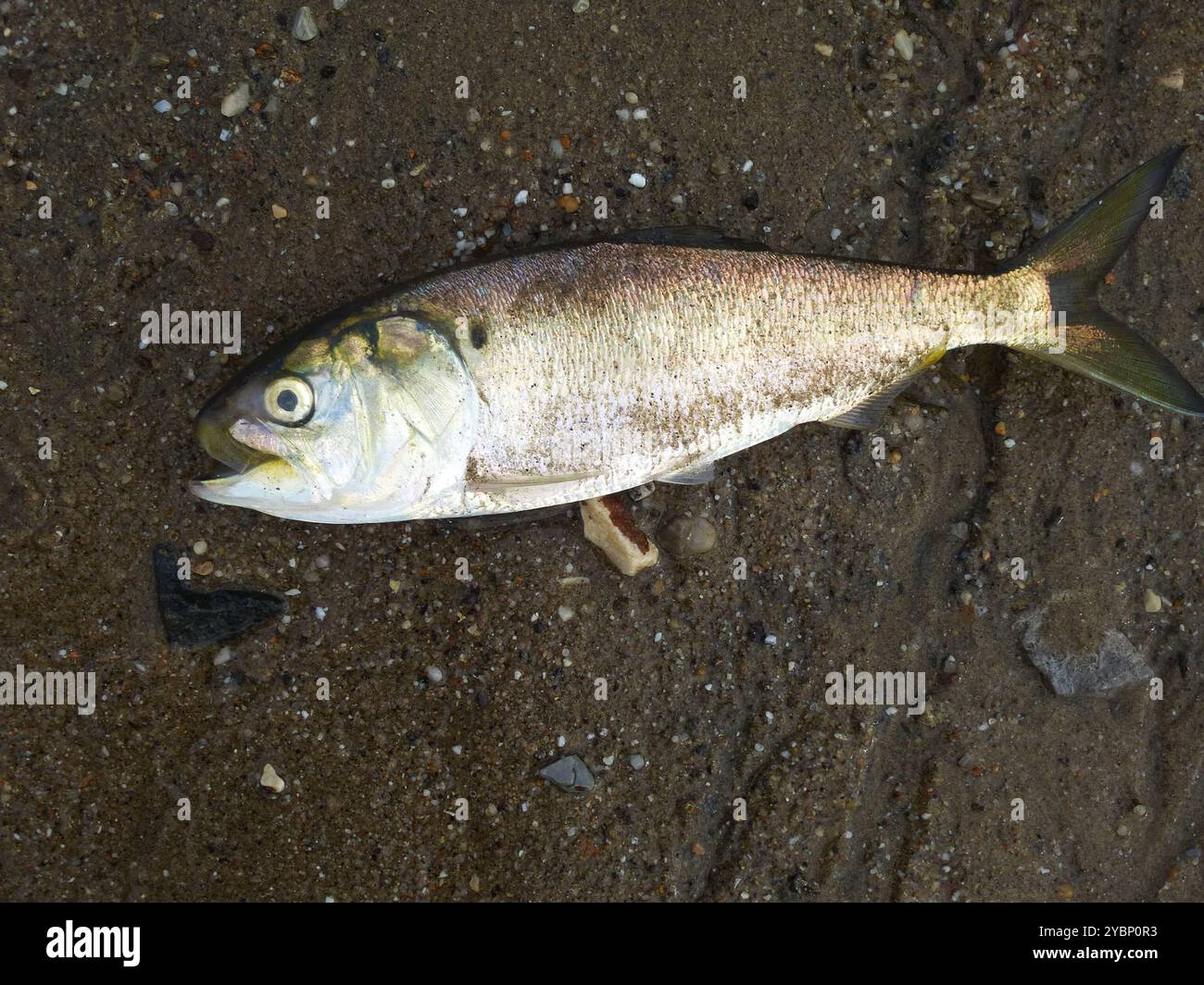Atlantic Menhaden (Brevoortia tyrannus) Actinopterygii Stock Photo - Alamy