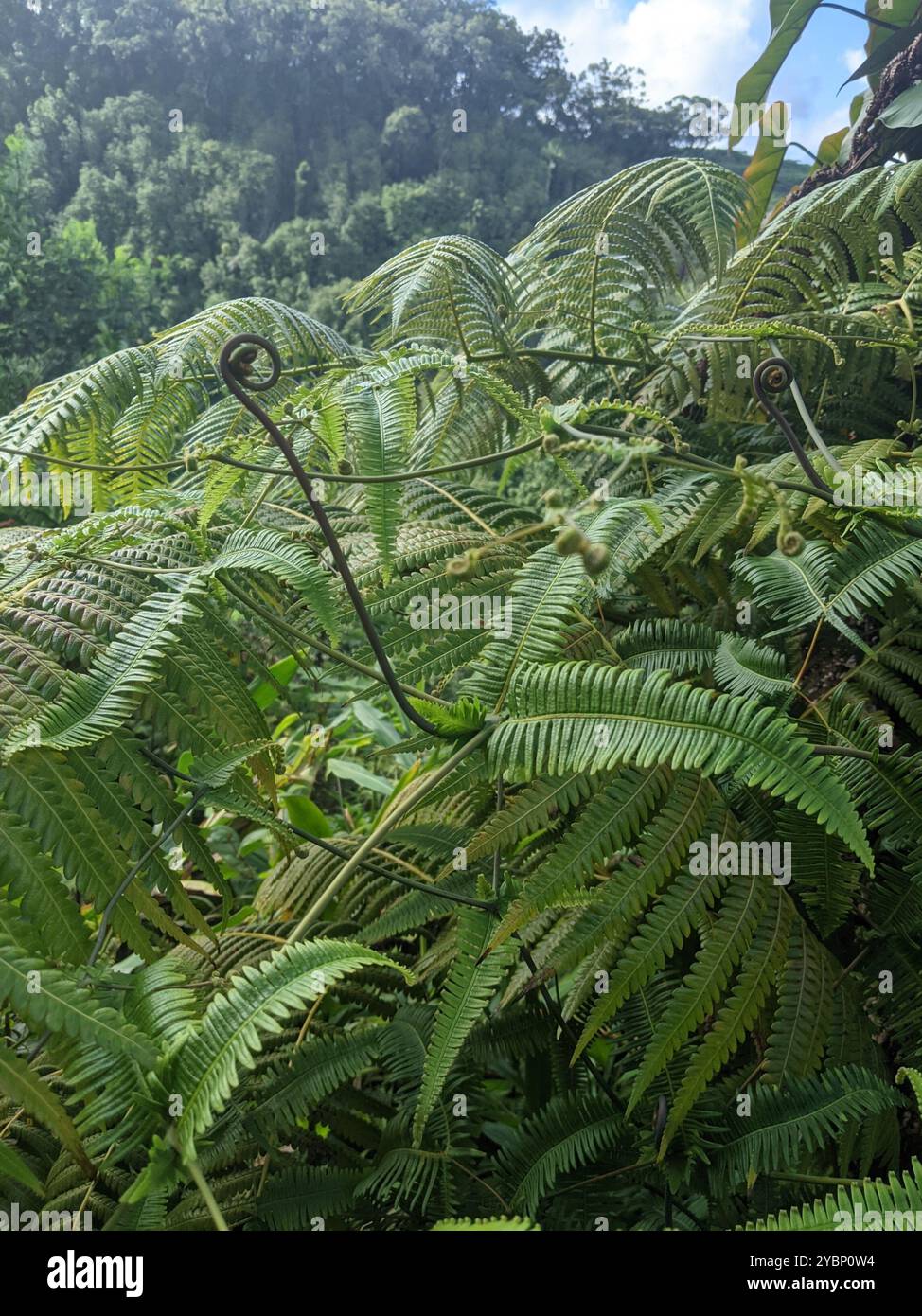 false staghorn fern (Dicranopteris linearis) Plantae Stock Photo - Alamy