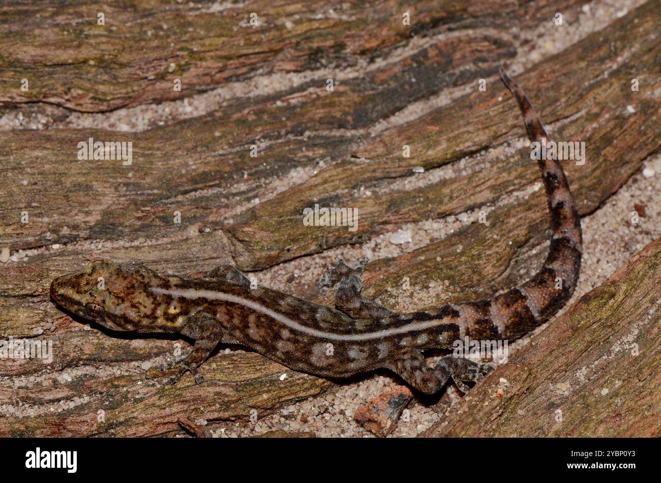Marbled Leaf-toed Gecko (Afrogecko porphyreus) Reptilia Stock Photo - Alamy