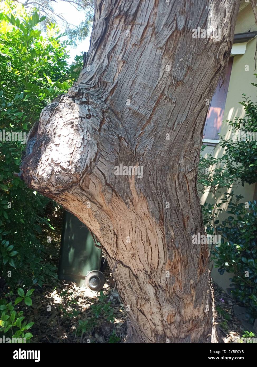 Angophora hispida hi-res stock photography and images - Alamy