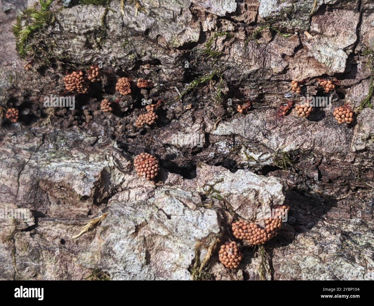 Wasp's Nest Slime Mold (Metatrichia vesparia) Protozoa Stock Photo - Alamy