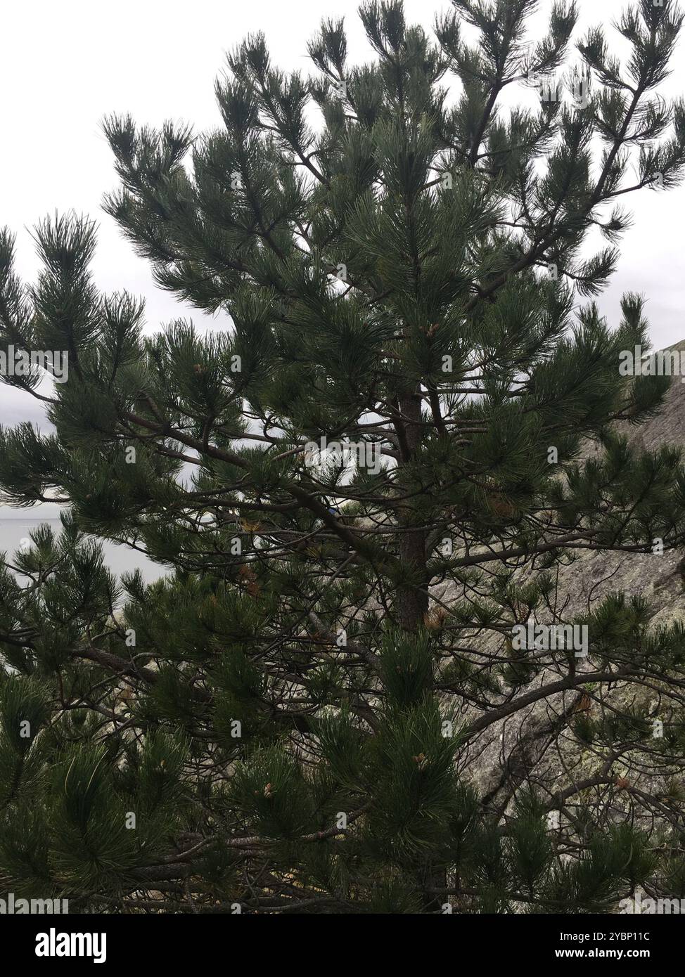 Shore Pine (Pinus contorta contorta) Plantae Stock Photo - Alamy