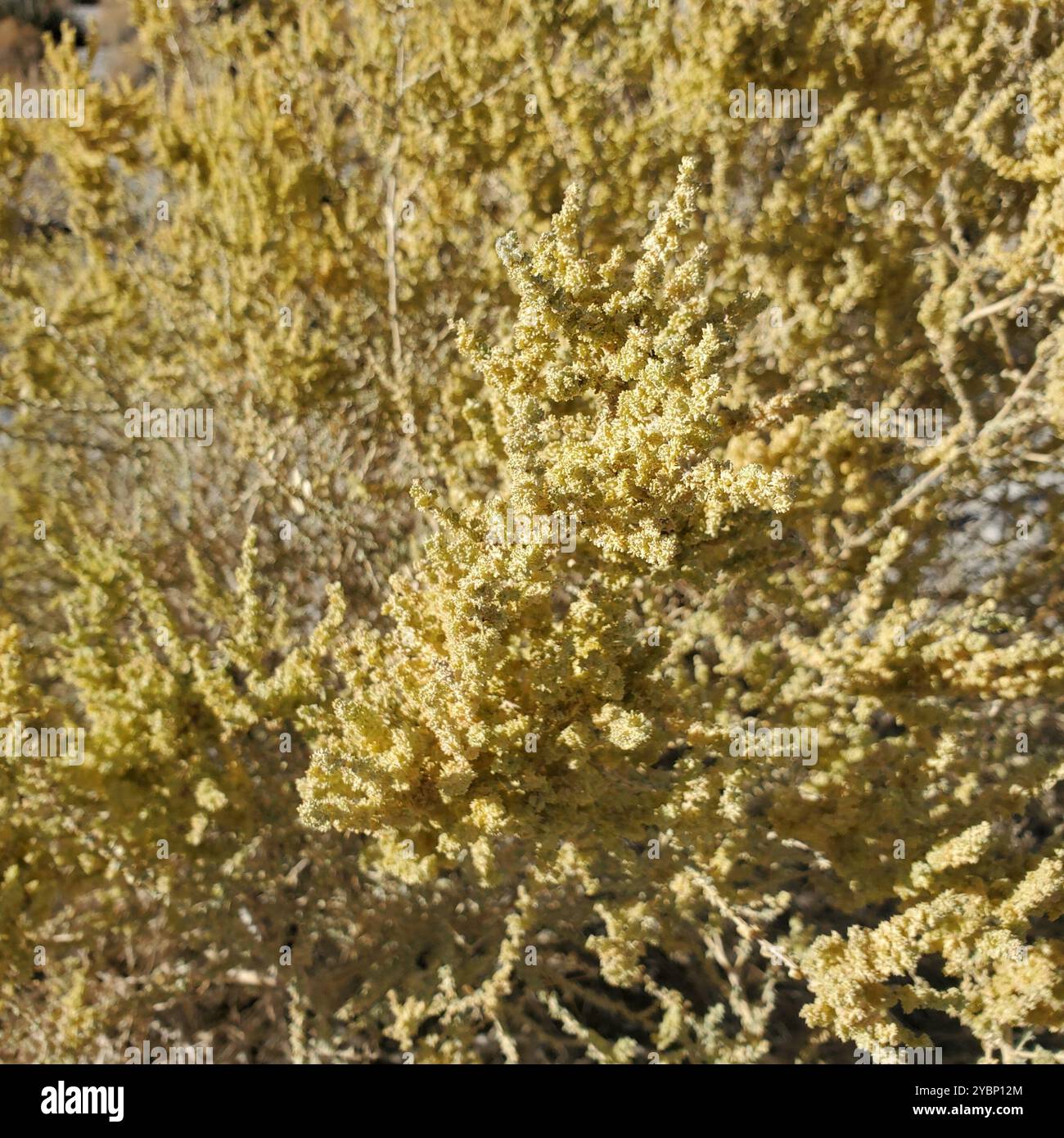 Cattle Saltbush (Atriplex polycarpa) Plantae Stock Photo - Alamy