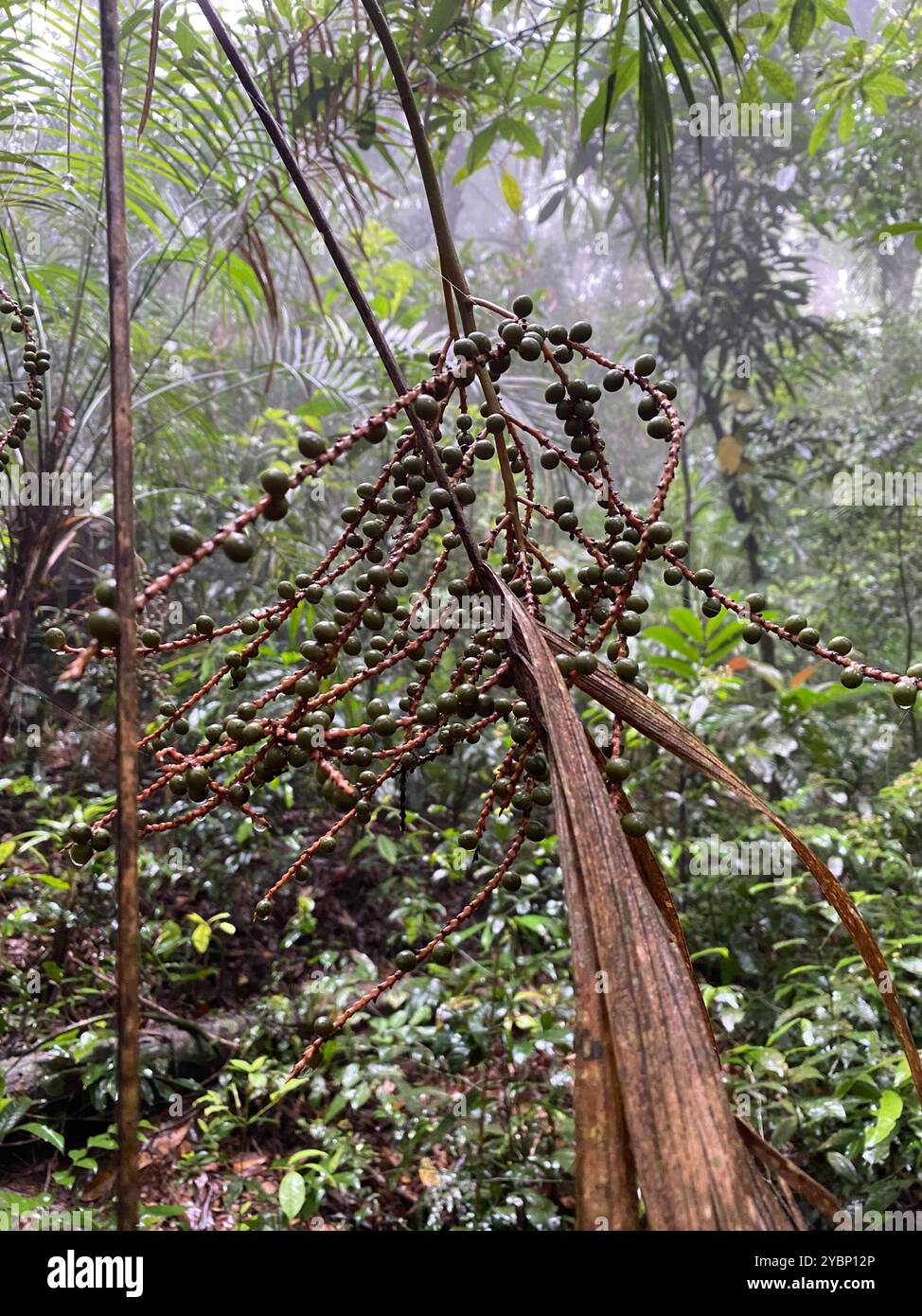 (Geonoma schottiana) Plantae Stock Photo - Alamy