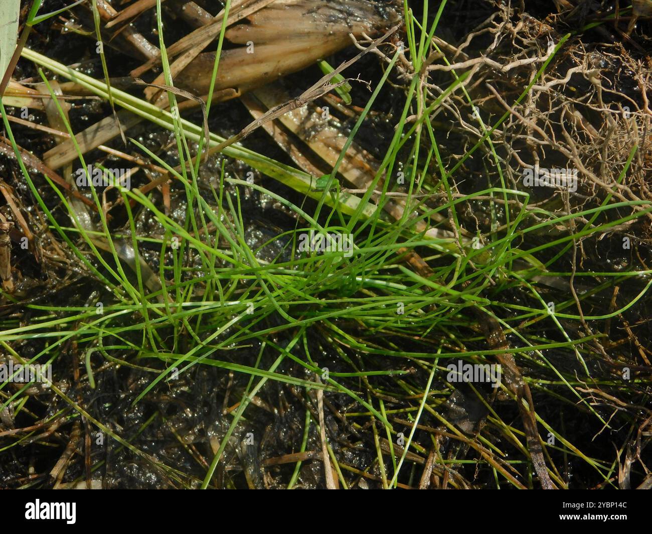 grasses, sedges, cattails, and allies (Poales) Plantae Stock Photo - Alamy