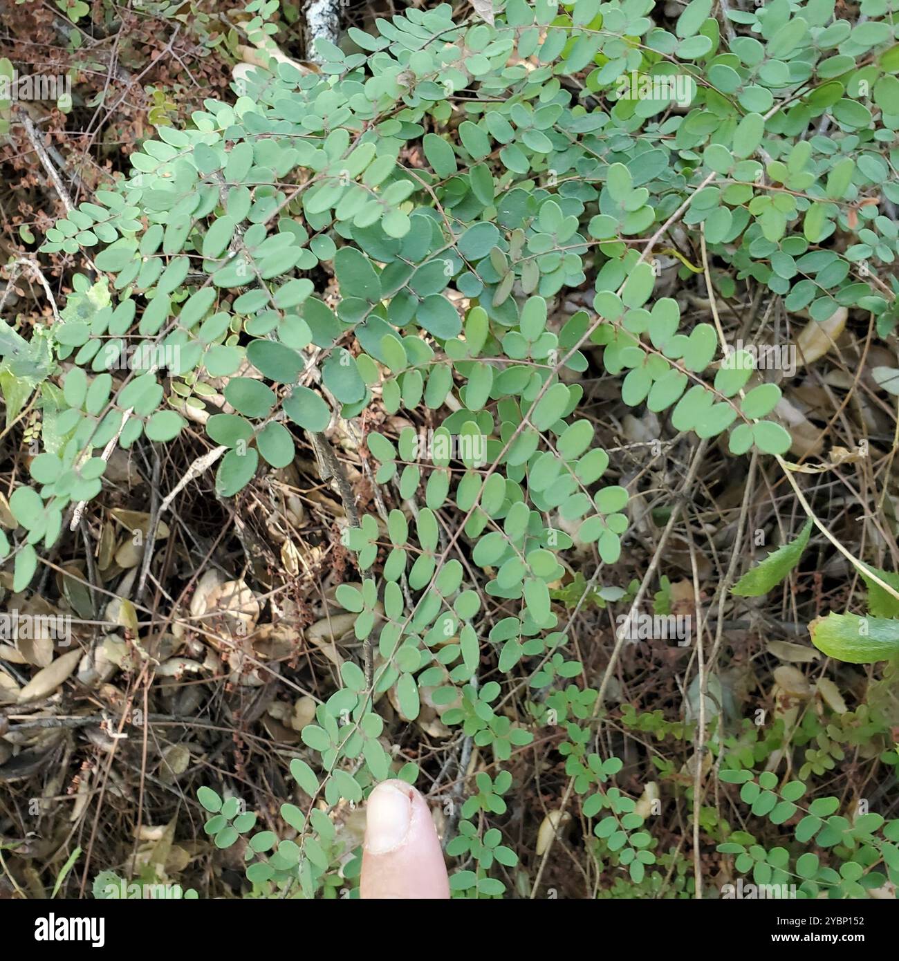 Coffee Fern (Pellaea andromedifolia) Plantae Stock Photo - Alamy